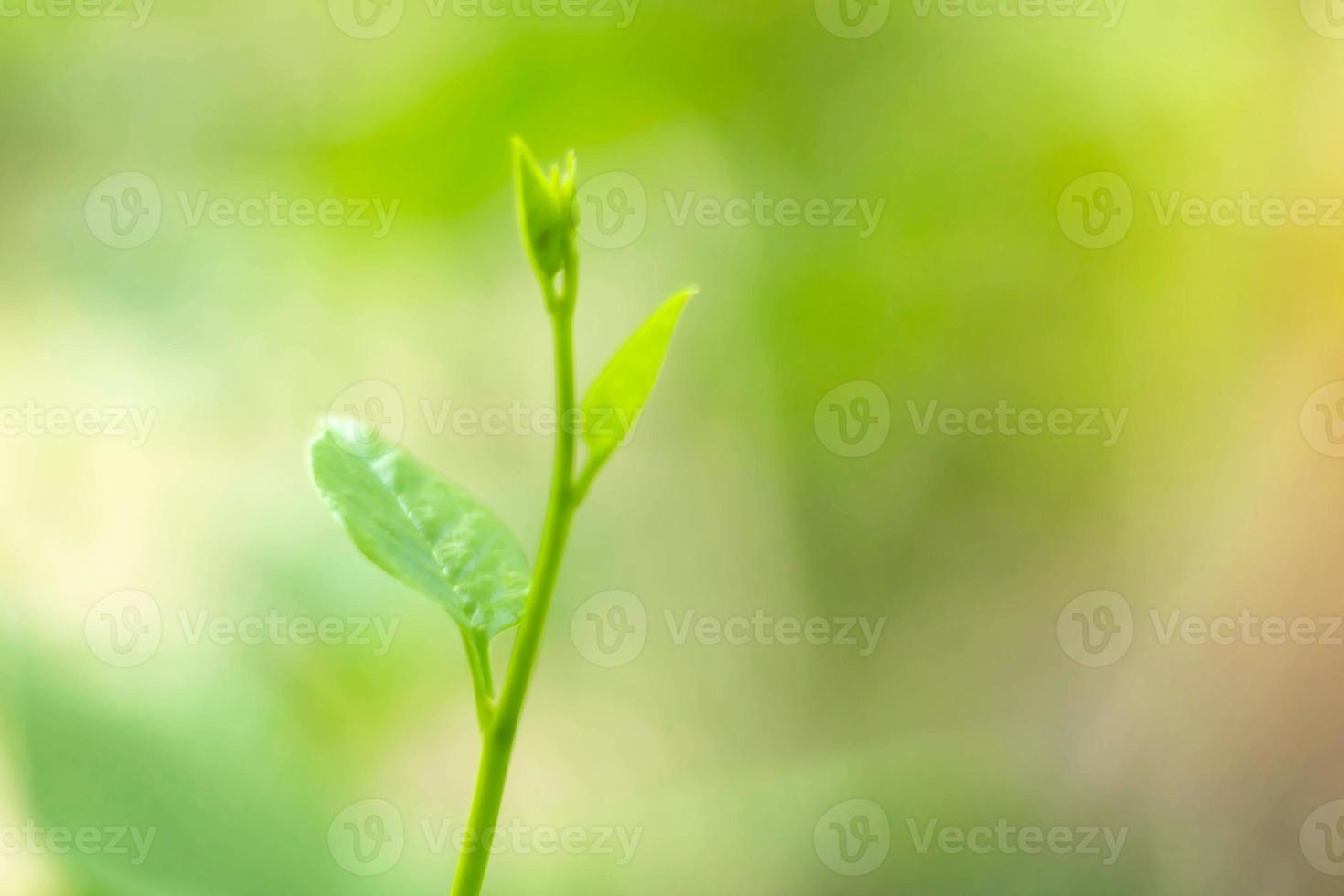 Blurred Leaves Abstract Background Green Leaf Bokeh Blurred Nature ...