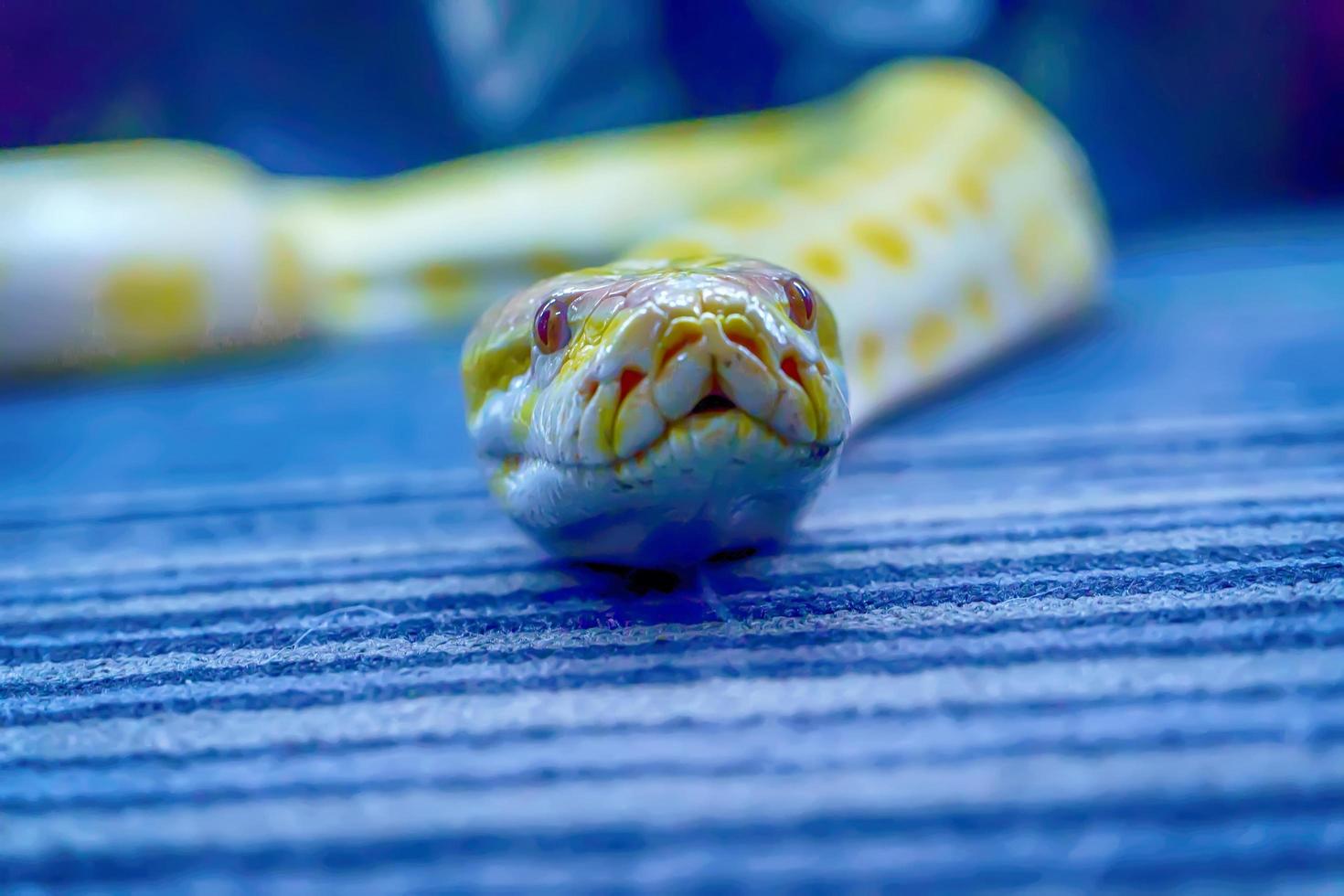 Albino burmese python 7987169 Stock Photo at Vecteezy