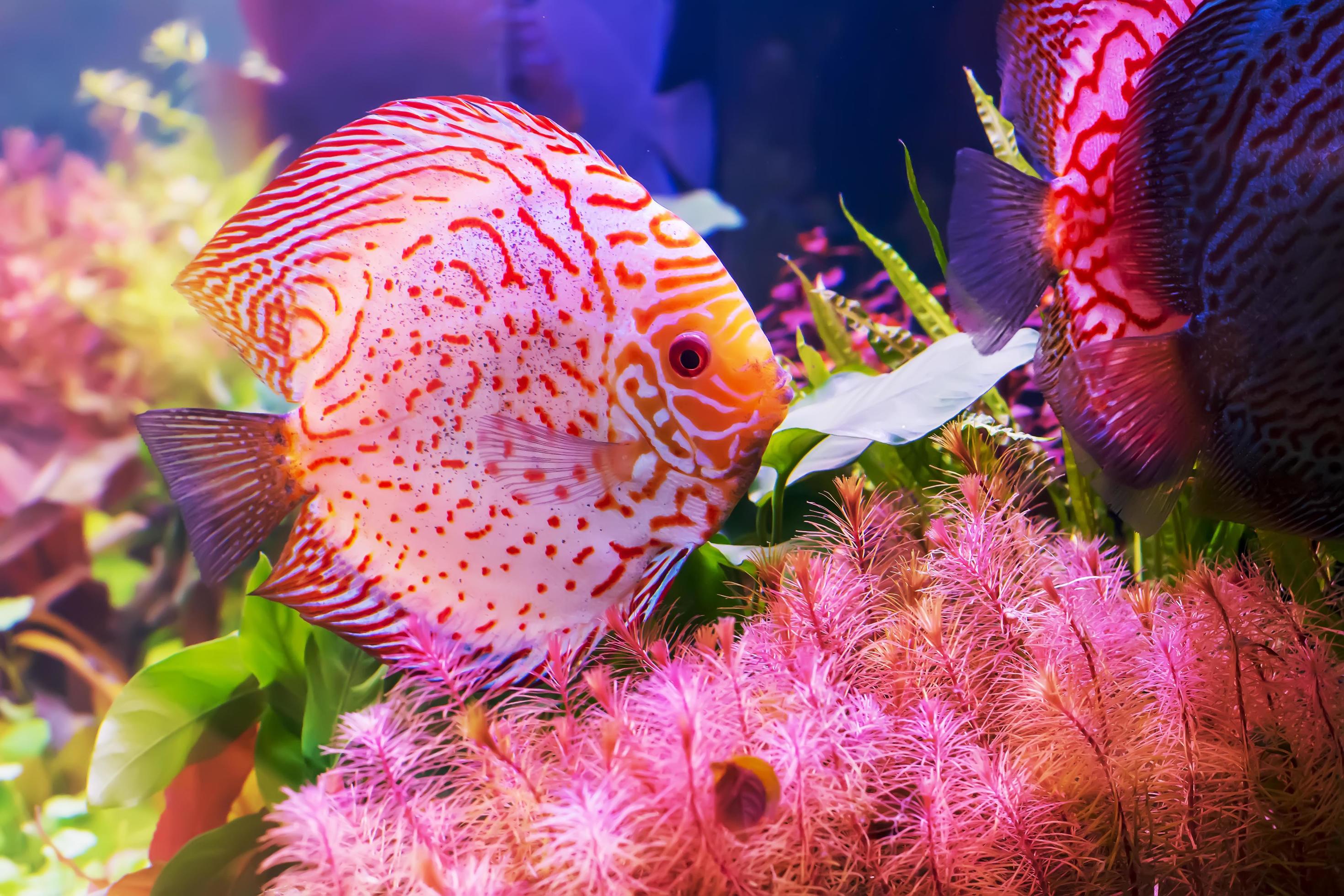 Pompadour in the cabinet 7987178 Stock Photo at Vecteezy