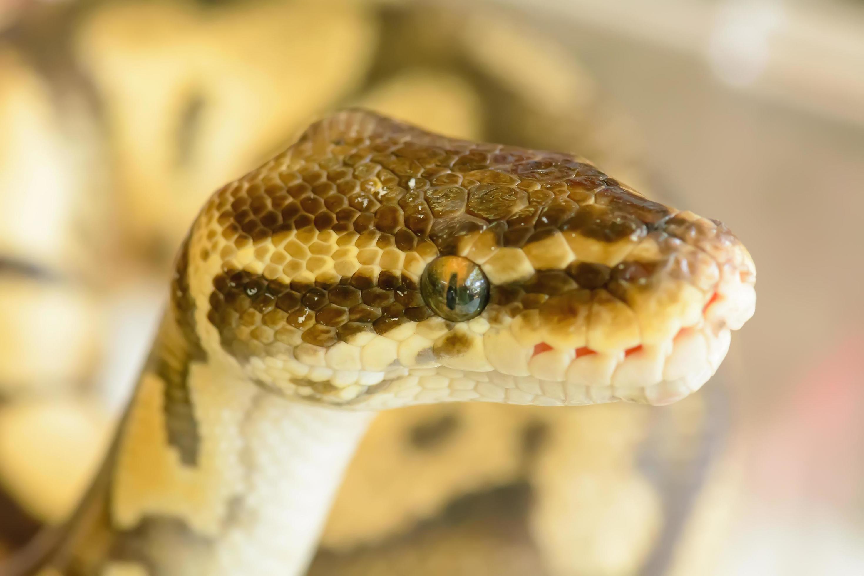 Albino burmese python 7988326 Stock Photo at Vecteezy