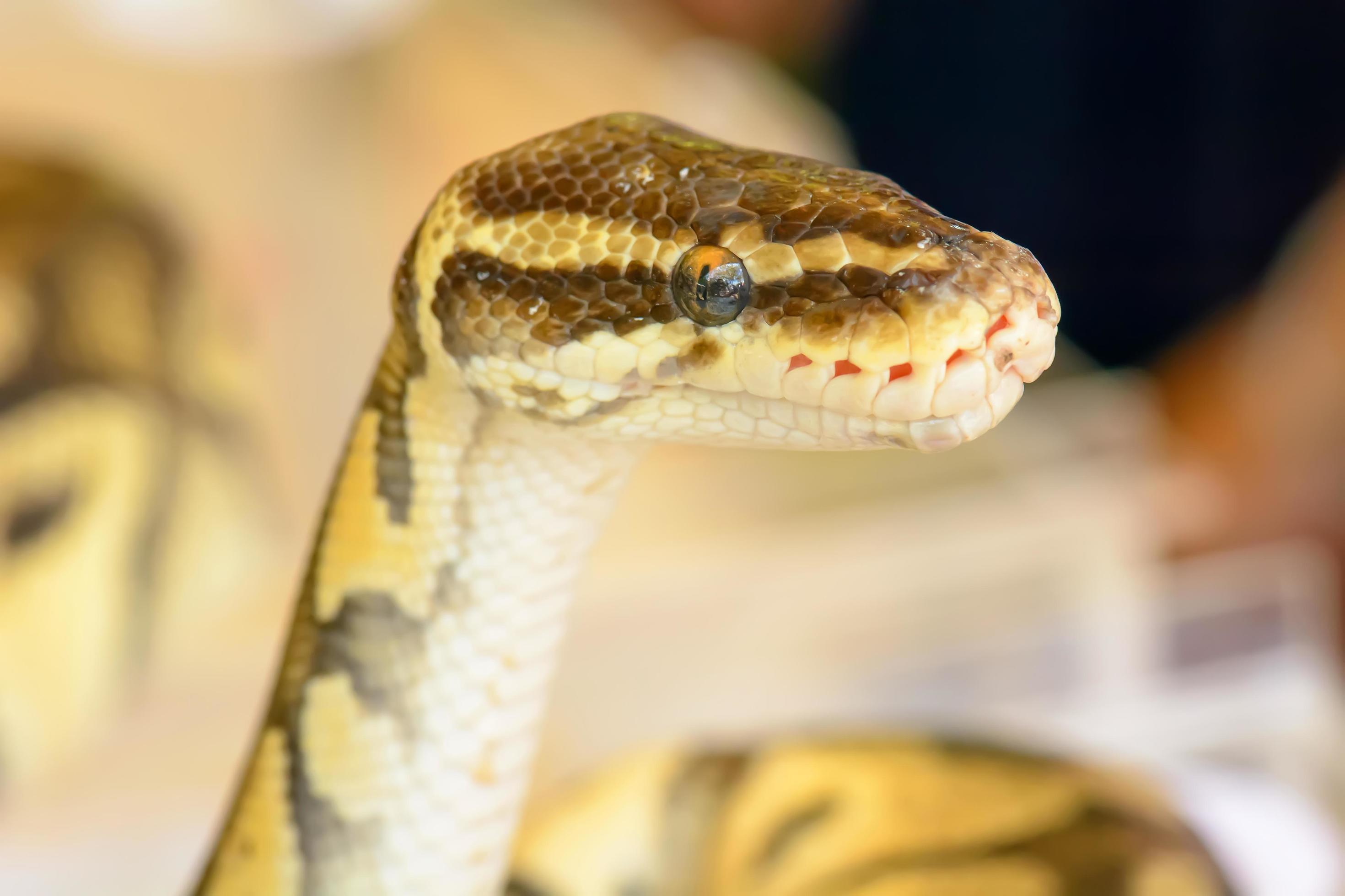 Albino burmese python 7988399 Stock Photo at Vecteezy