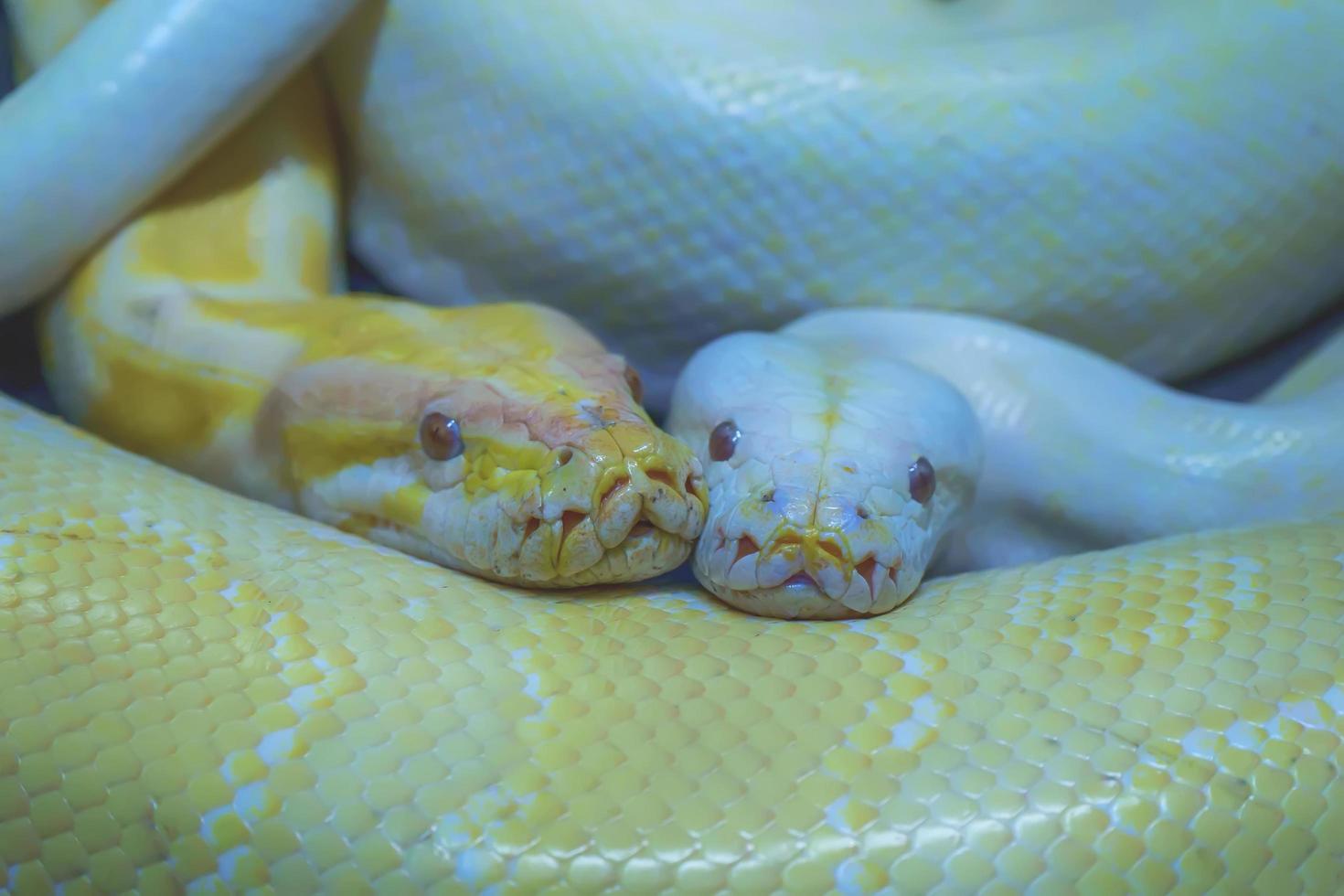 Albino burmese python 7988412 Stock Photo at Vecteezy