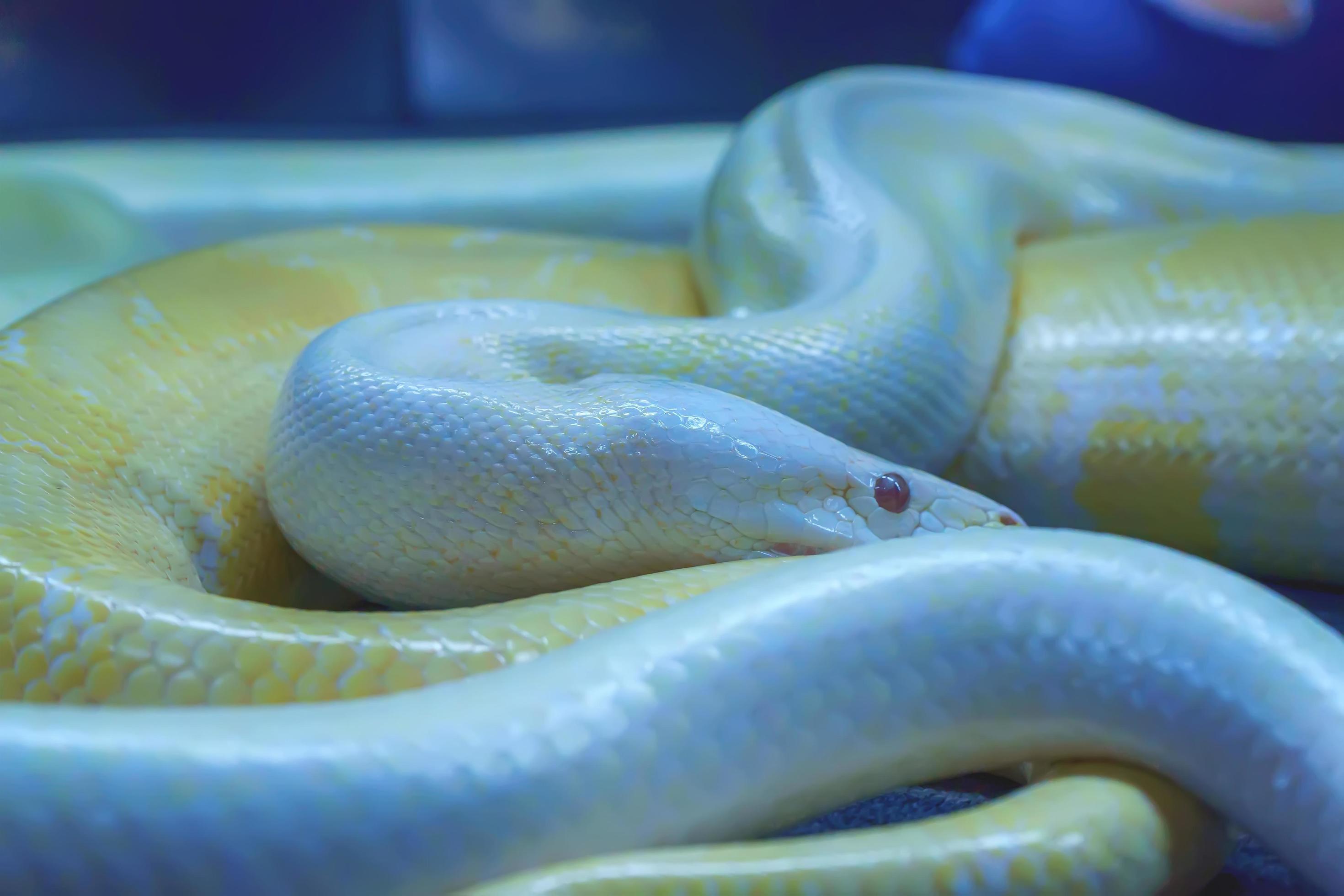 Albino burmese python 7988414 Stock Photo at Vecteezy