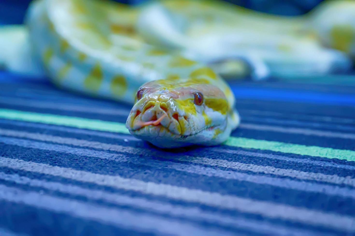 Albino burmese python 7988927 Stock Photo at Vecteezy