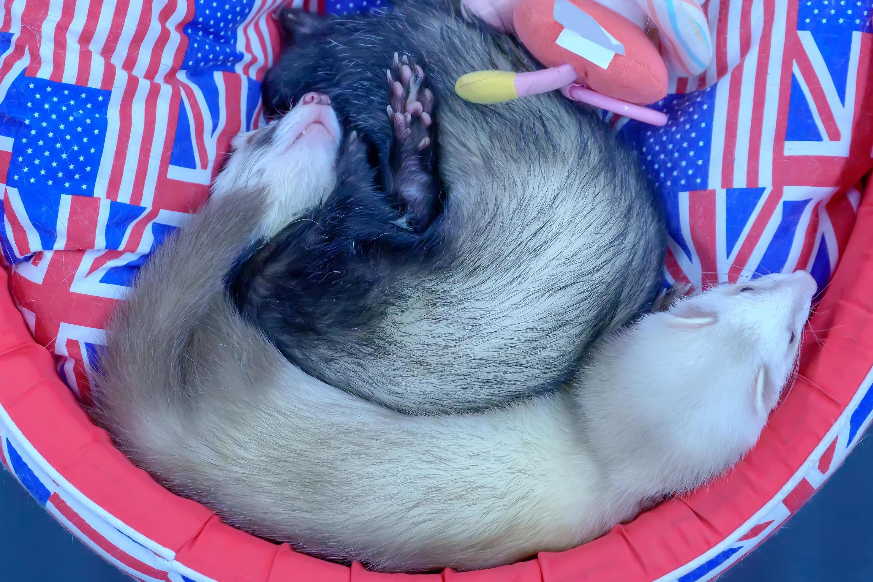 Ferret lying in bed animal. 7988969 Stock Photo at Vecteezy