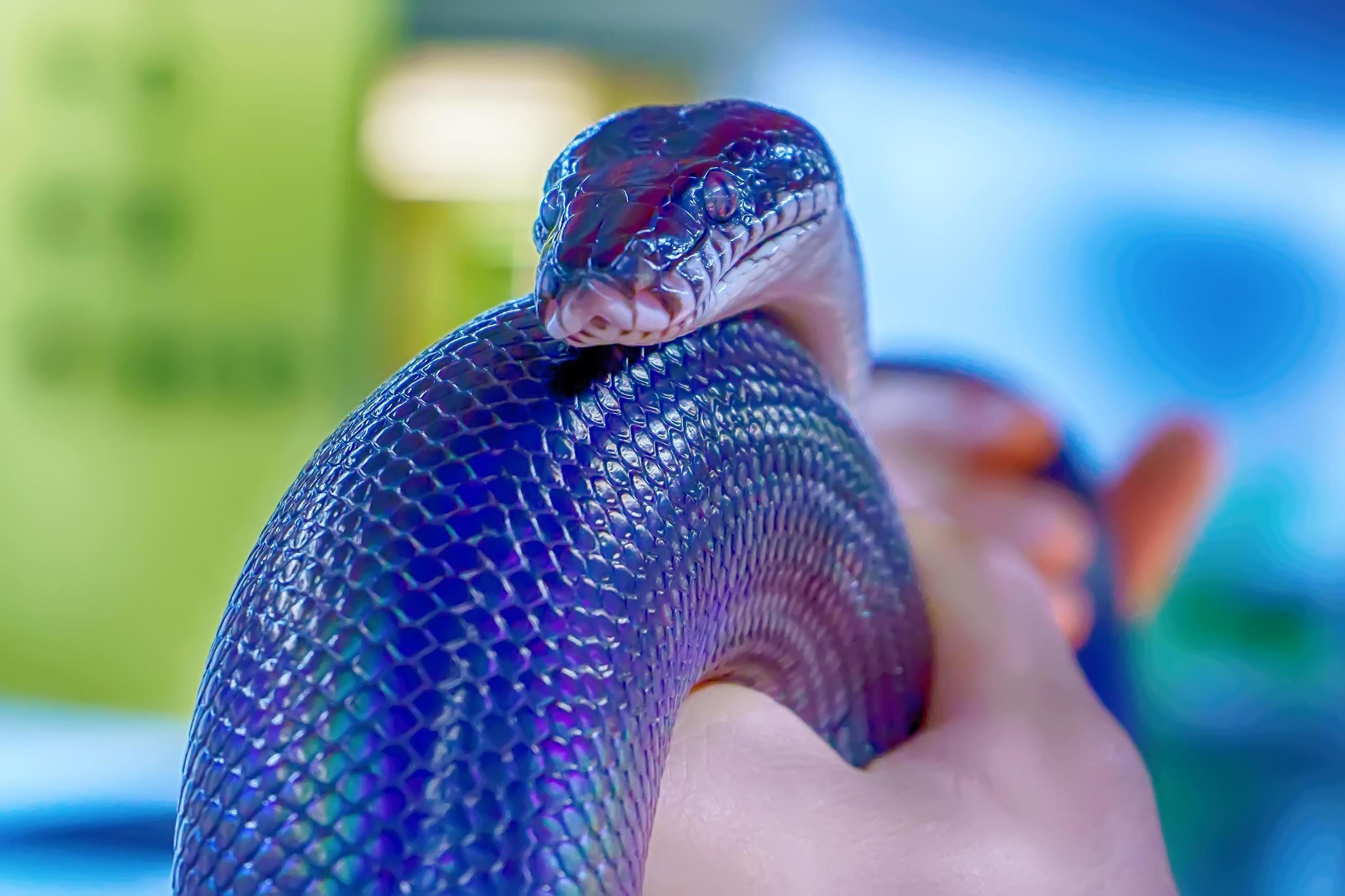 Snake is pet 7989005 Stock Photo at Vecteezy