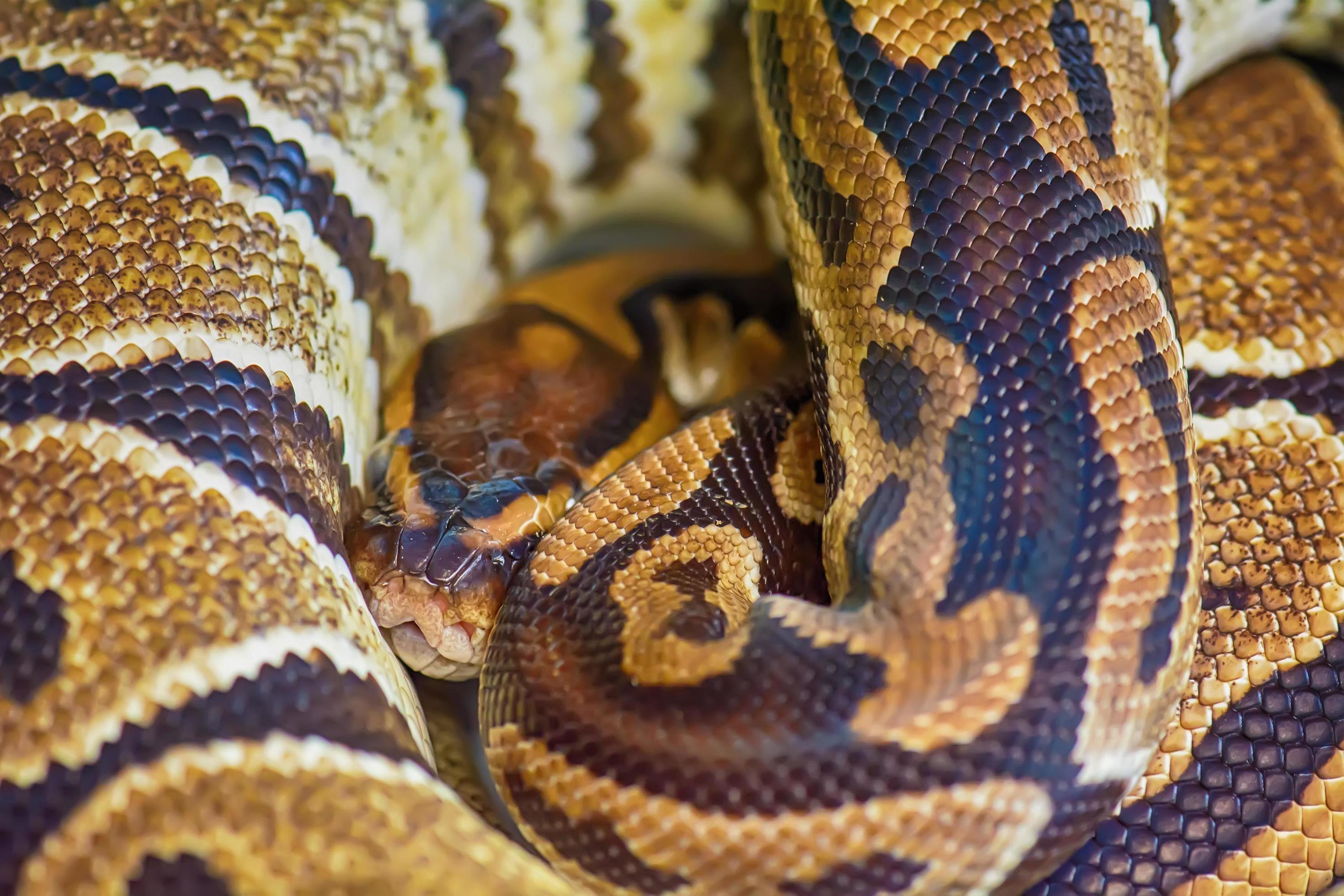 Green burmese python 7989007 Stock Photo at Vecteezy