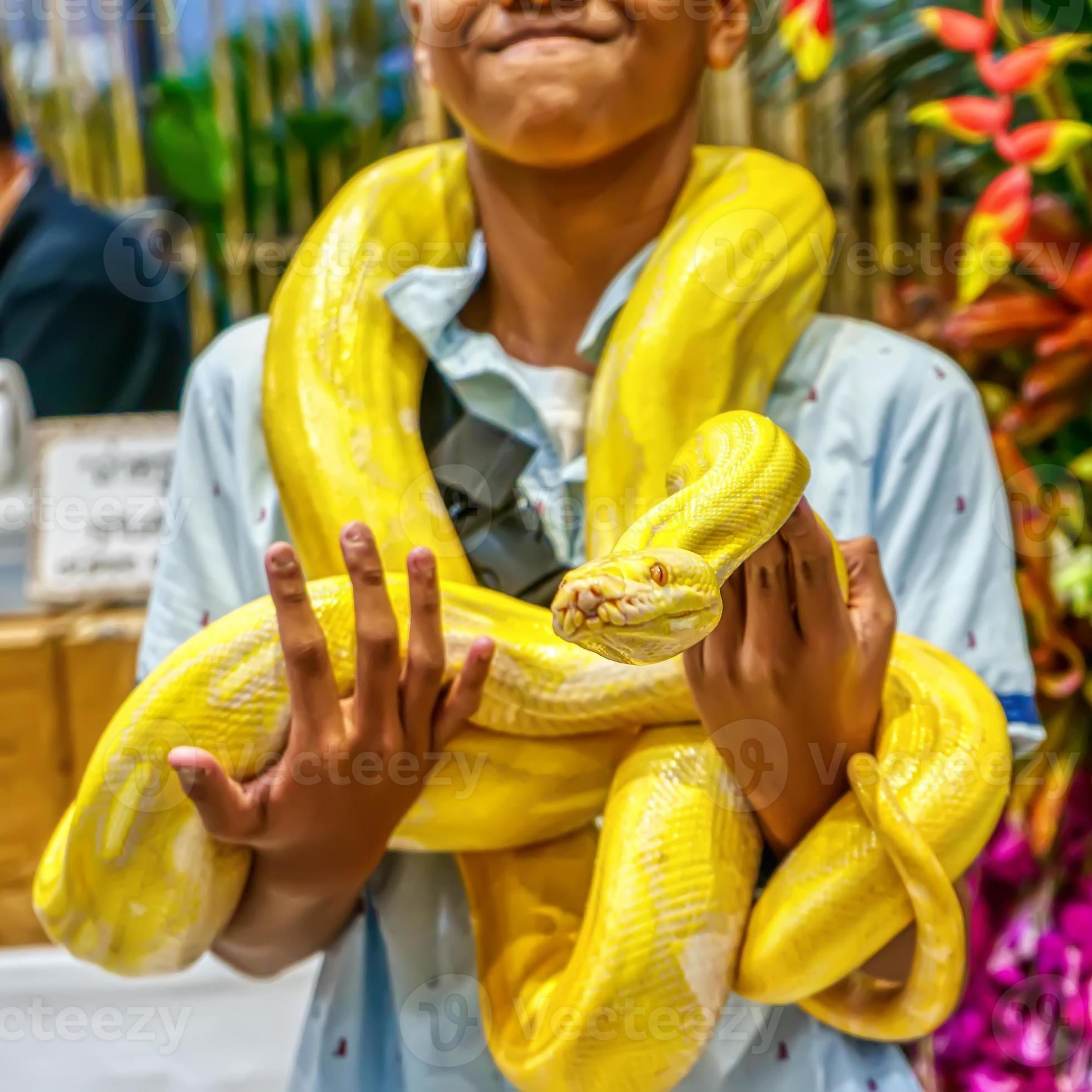 Albino burmese python 7989124 Stock Photo at Vecteezy