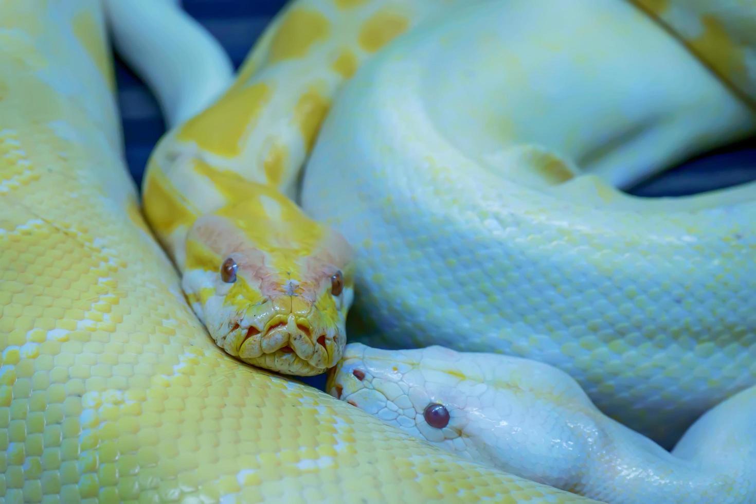Albino burmese python 7991384 Stock Photo at Vecteezy