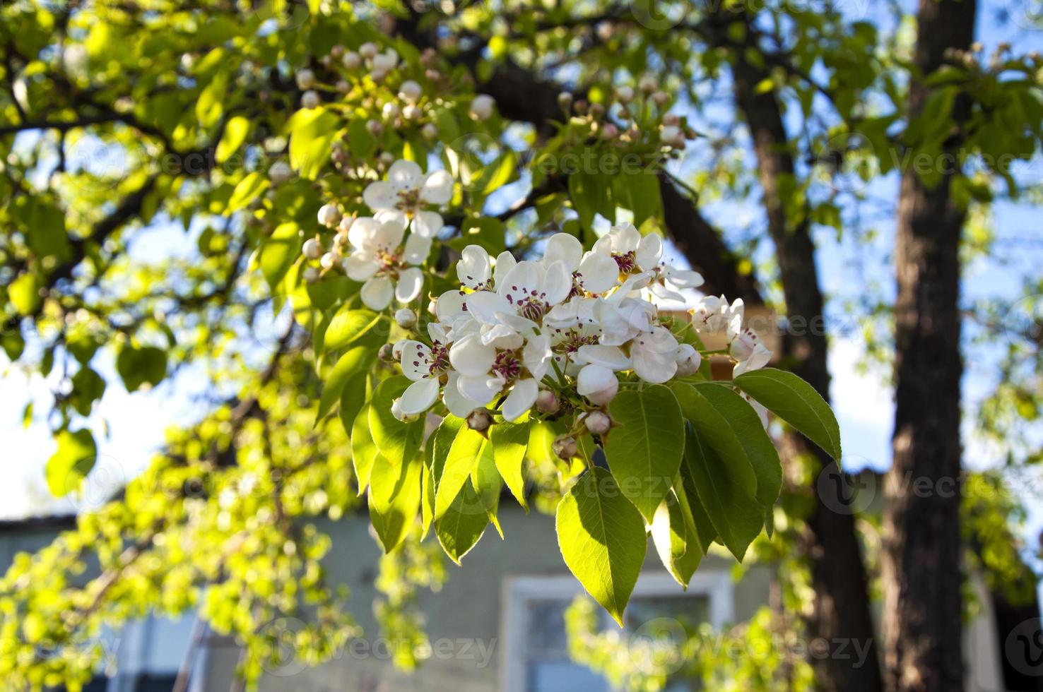 Blooming spring trees 7992797 Stock Photo at Vecteezy