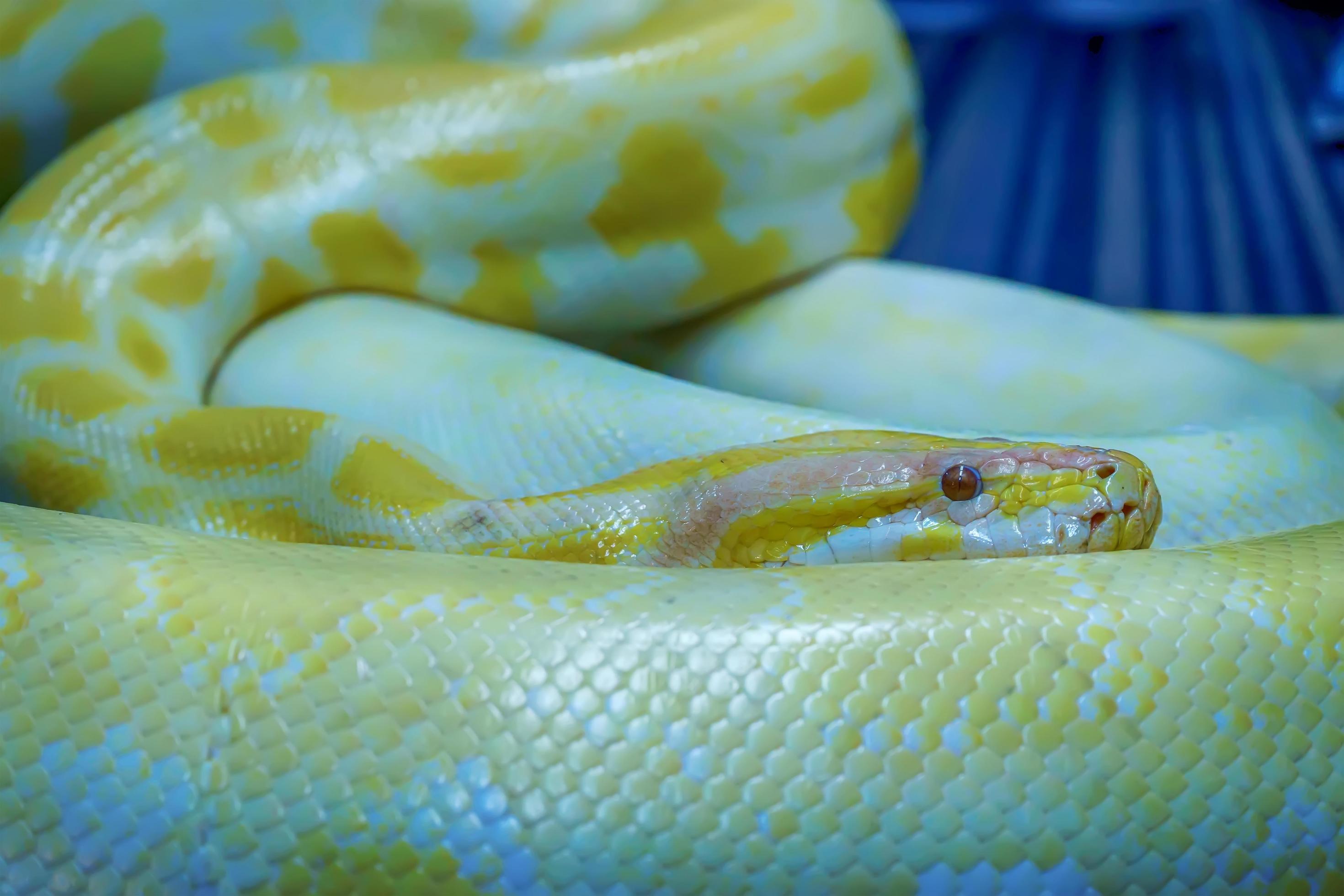 Albino burmese python 7993175 Stock Photo at Vecteezy