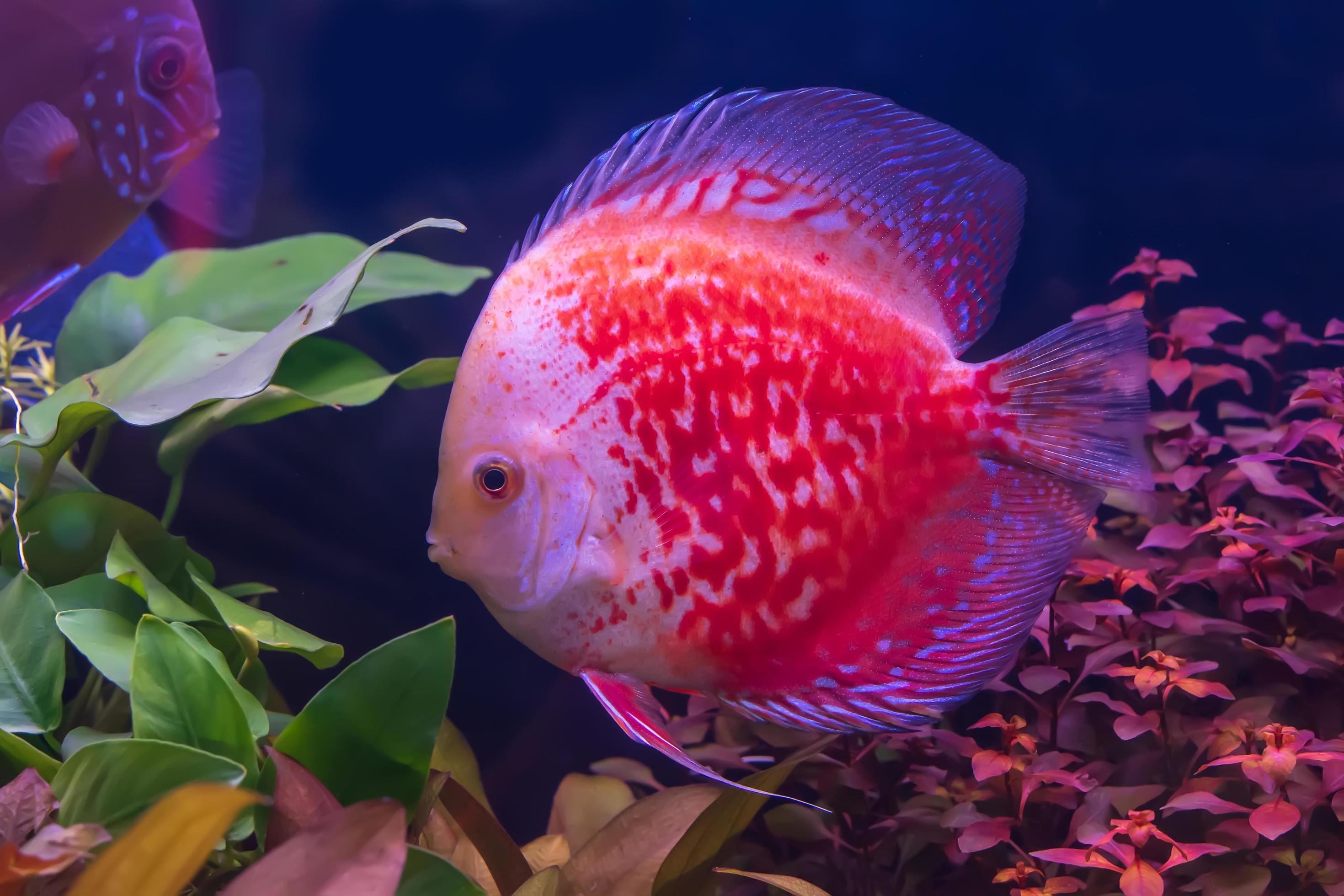 Pompadour in the cabinet 7993180 Stock Photo at Vecteezy