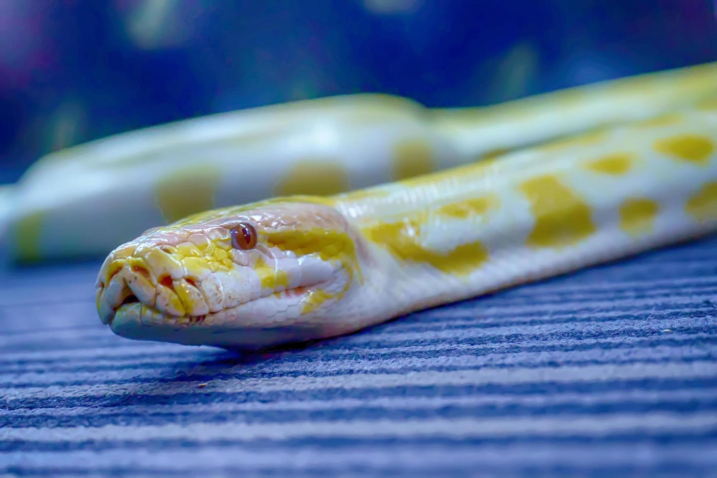 Albino burmese python 7993981 Stock Photo at Vecteezy