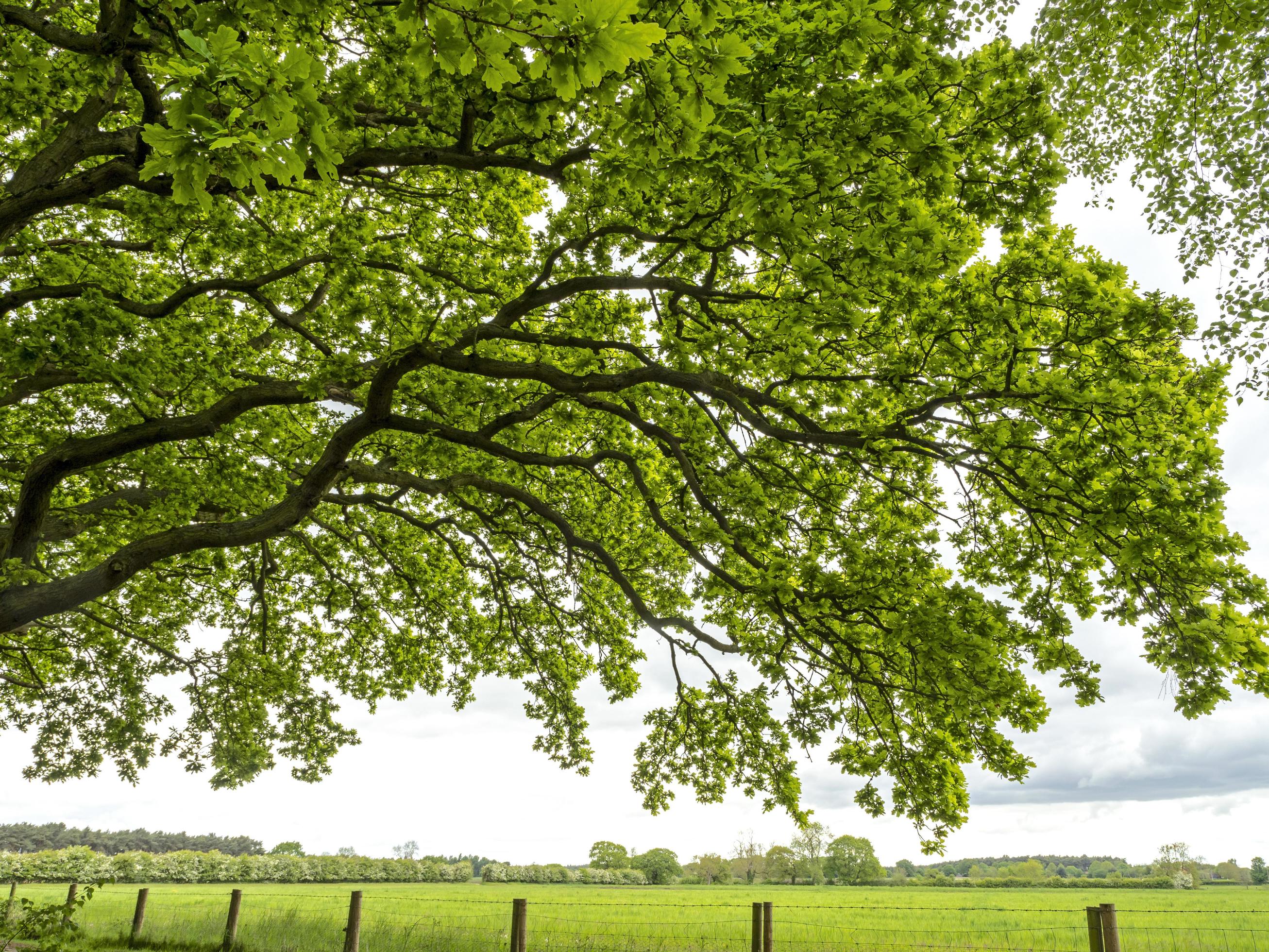 Branches of a beautiful oak tree with fresh spring leaves 8012358 Stock ...