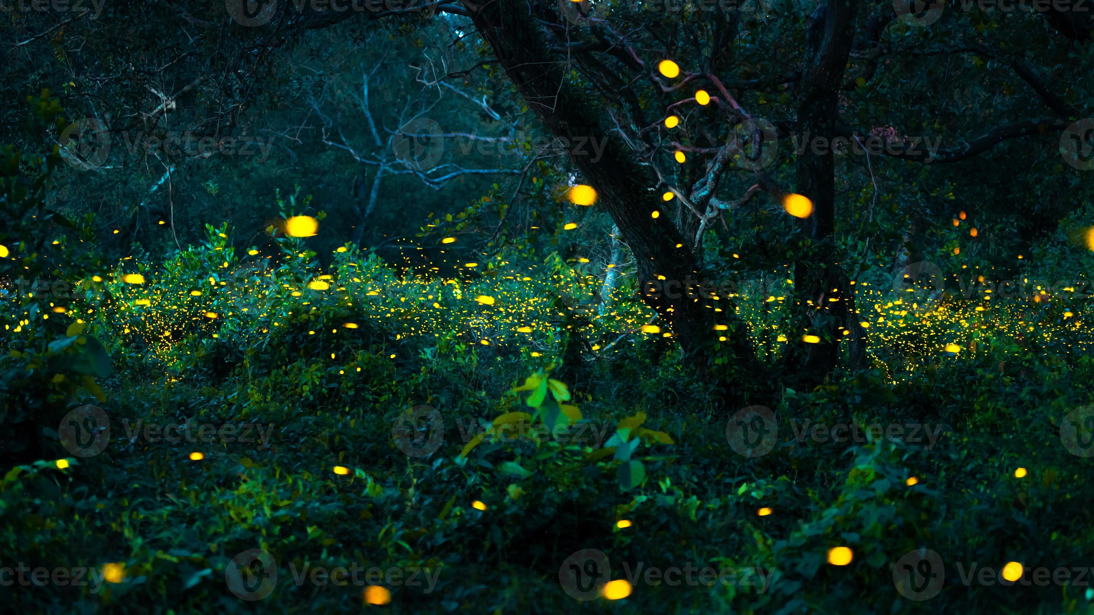 Firefly flying in the forest. Fireflies in the bush at night at ... Firefly flying in the forest. Fireflies in the bush at night at ...
