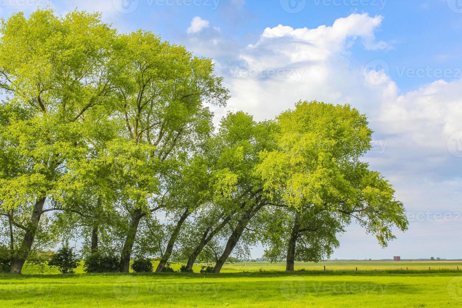 Grass And Trees Background Stock Photos, Images and Backgrounds for ...