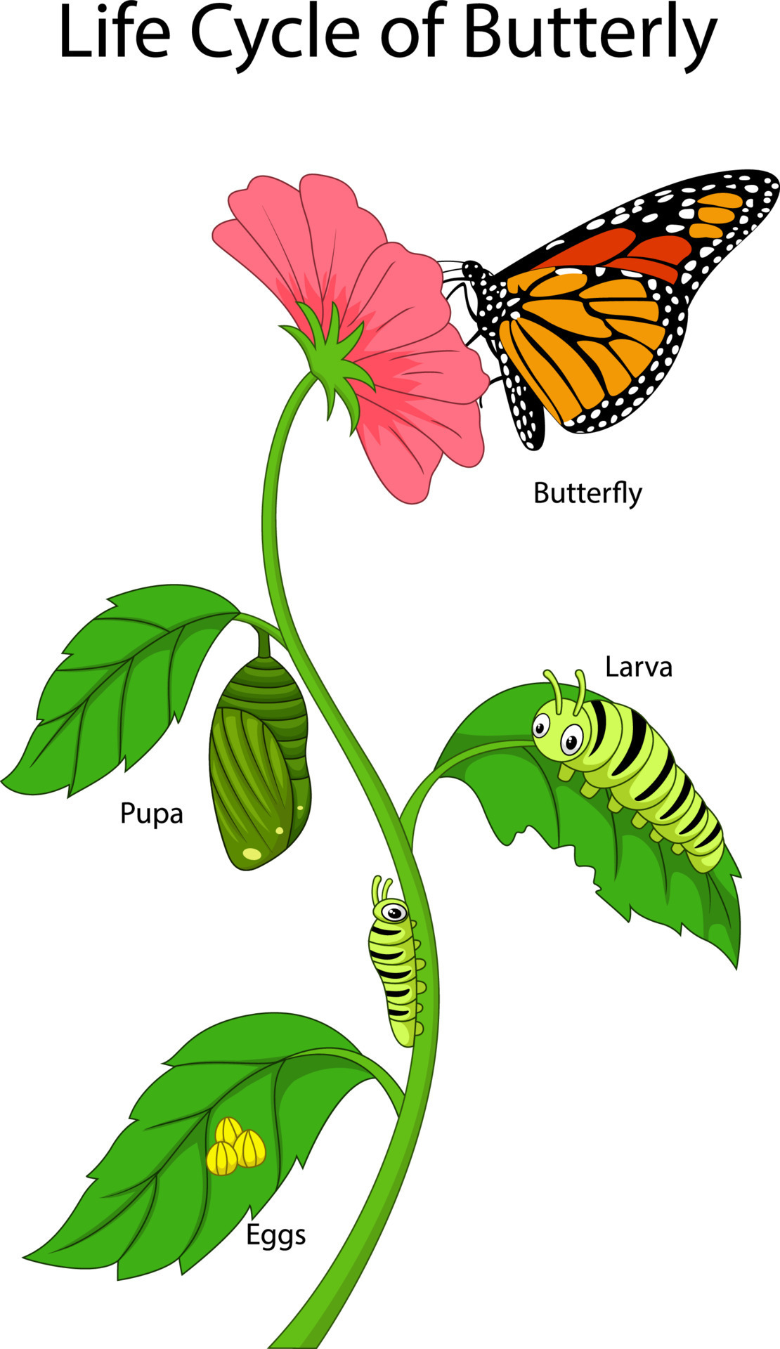 Monarch Butterfly Life Cycle By Helenparkinson On Dev Vrogue co monarch-butterfly-life-cycle-by-helenparkinson-on-dev-vrogue-co