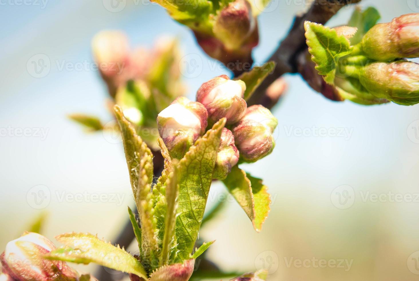 Pink apple flowers, beautiful spring background. 8079975 Stock Photo at ...