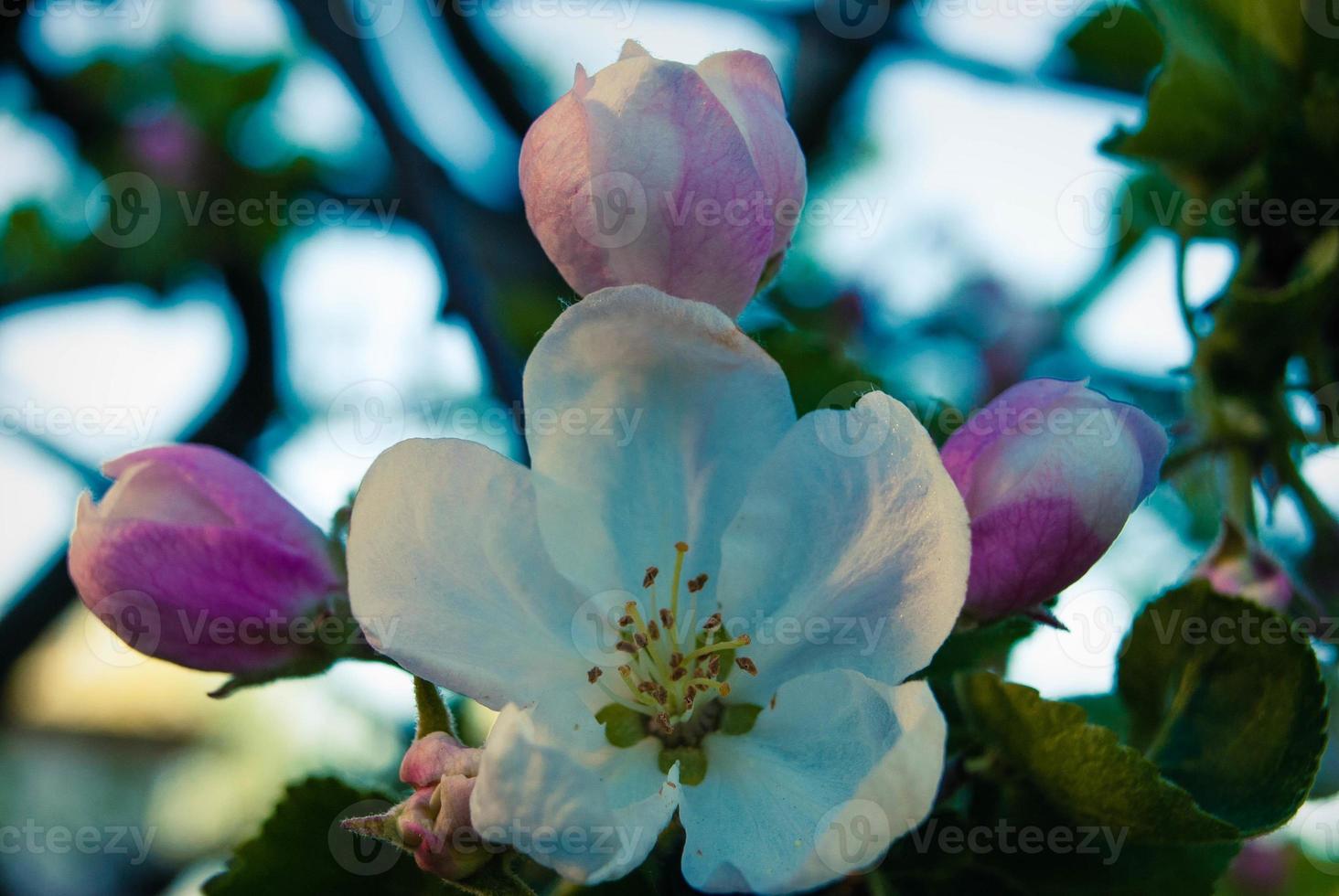 Beautiful pink apple flowers, spring background. 8079982 Stock Photo at ...