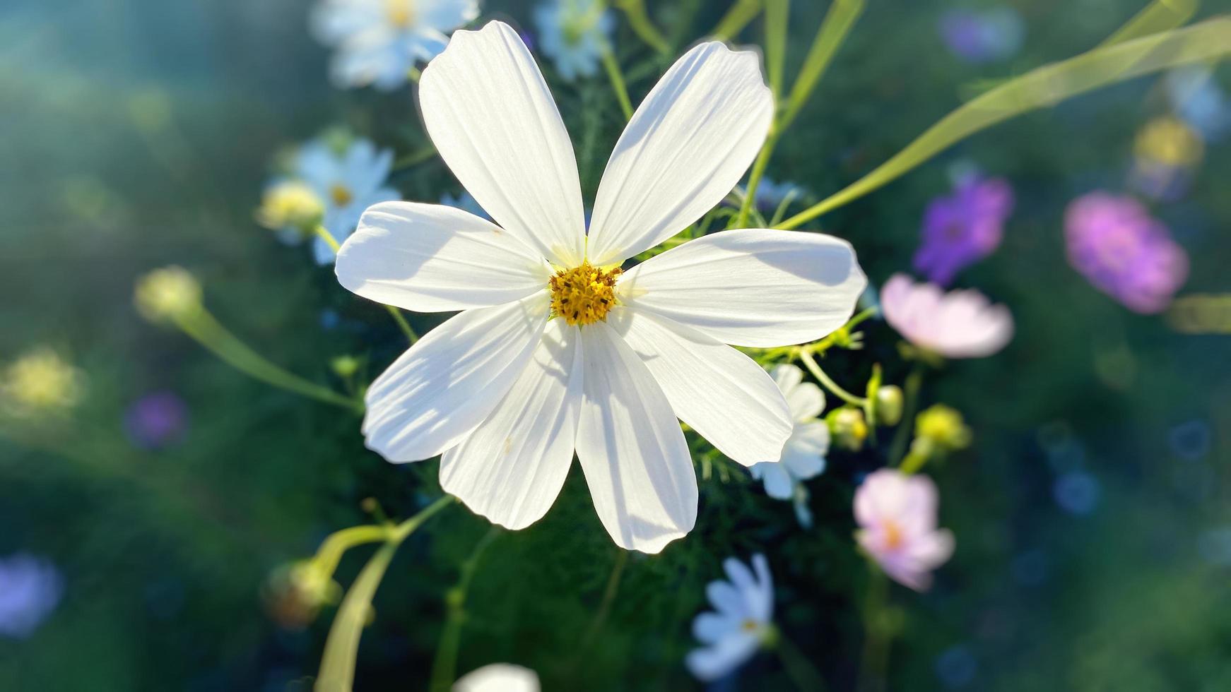 Nice Wallpaper Stock Photos, Images and Backgrounds for Free Download