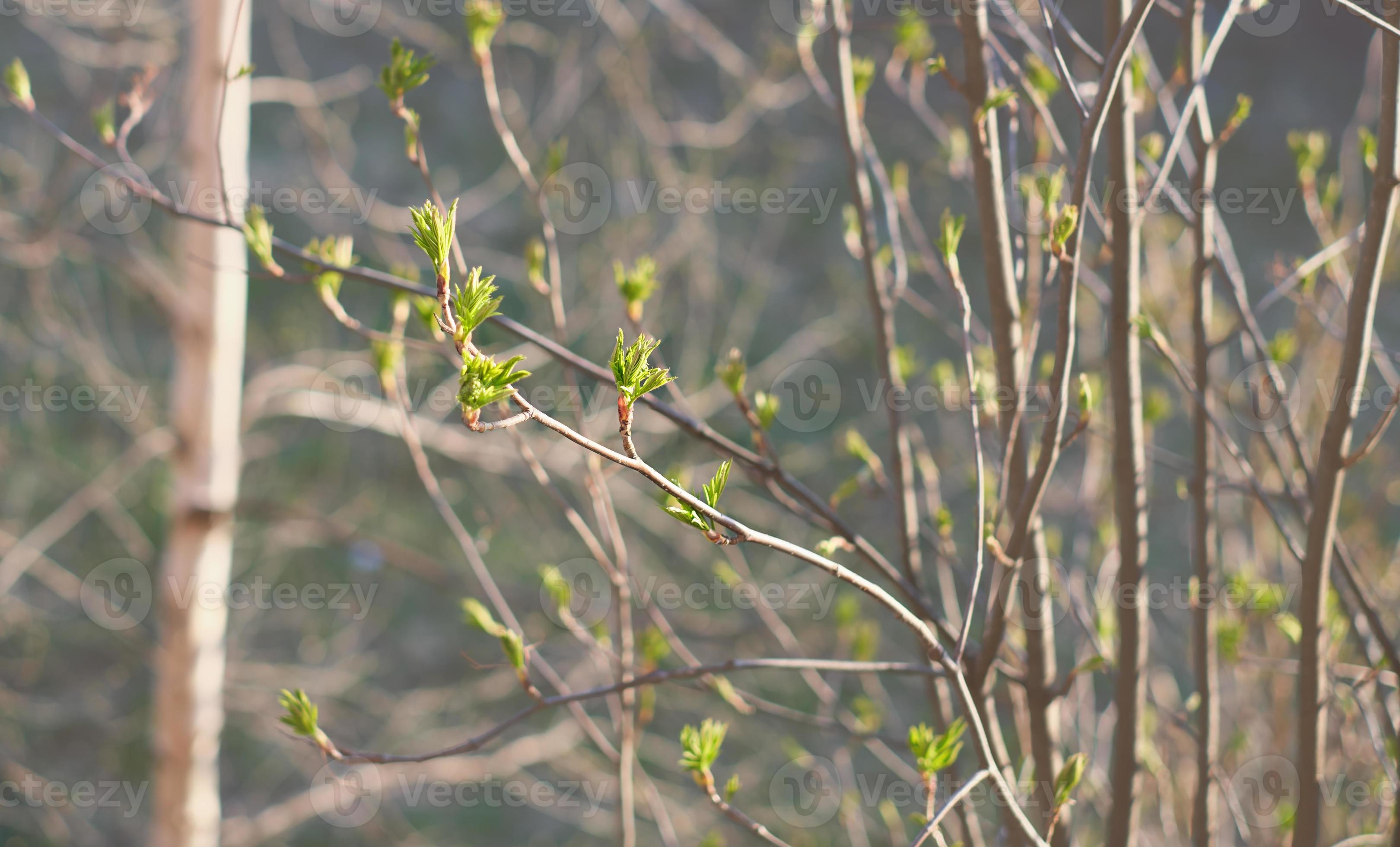 green new spring buds on a tree branch in early spring. young small ...