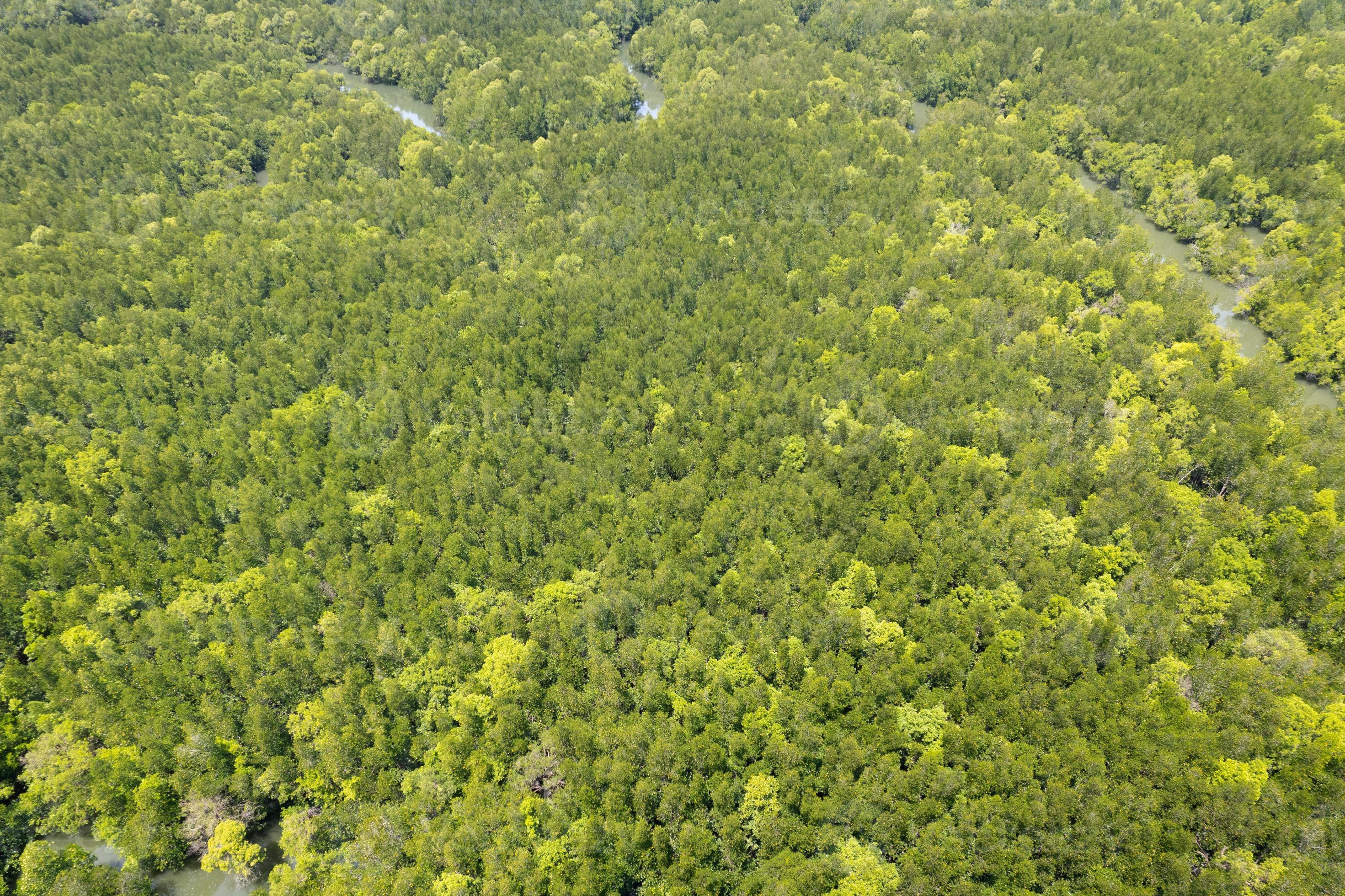 Amazing abundant mangrove forest Aerial view of forest trees Rainforest ecosystem and healthy ...
