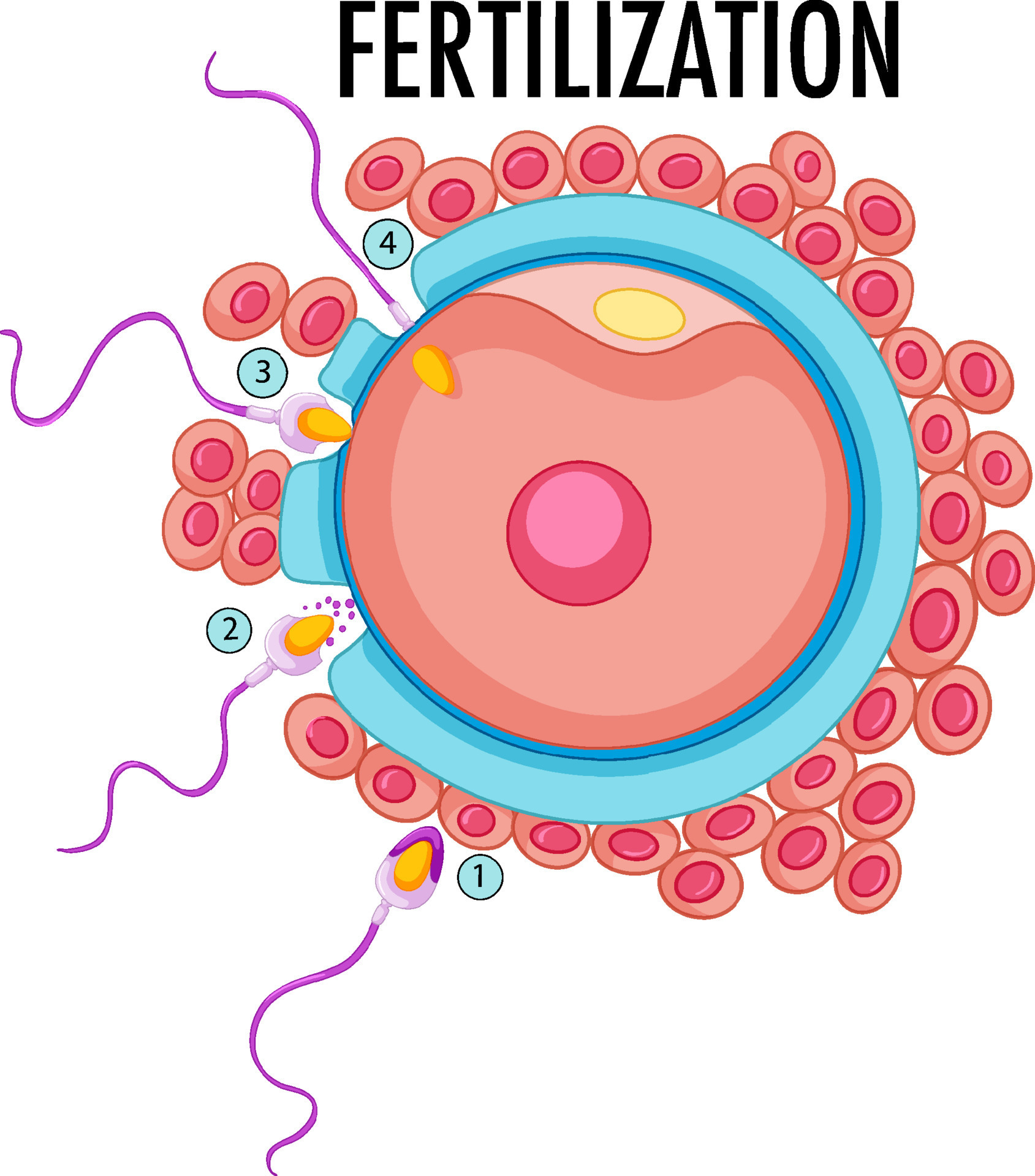 Diagram Showing Fertilization In Human 8132402 Vector Art At Vecteezy