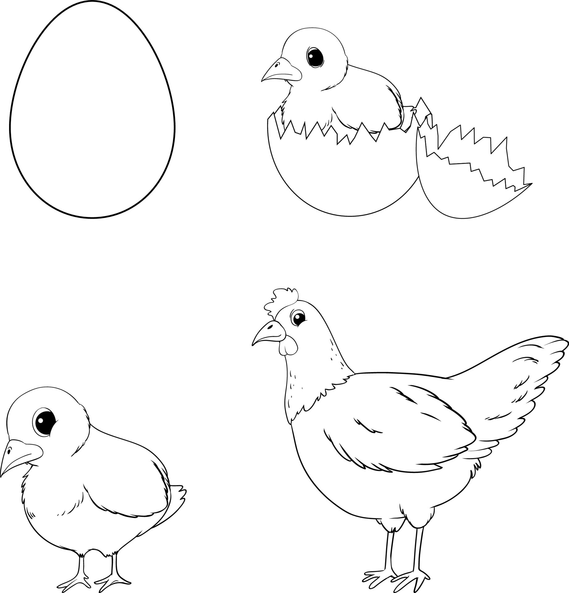 Chicken Life Cycle Parts Of A Rooster Bird Egg Daily Cycle Of A Chicken