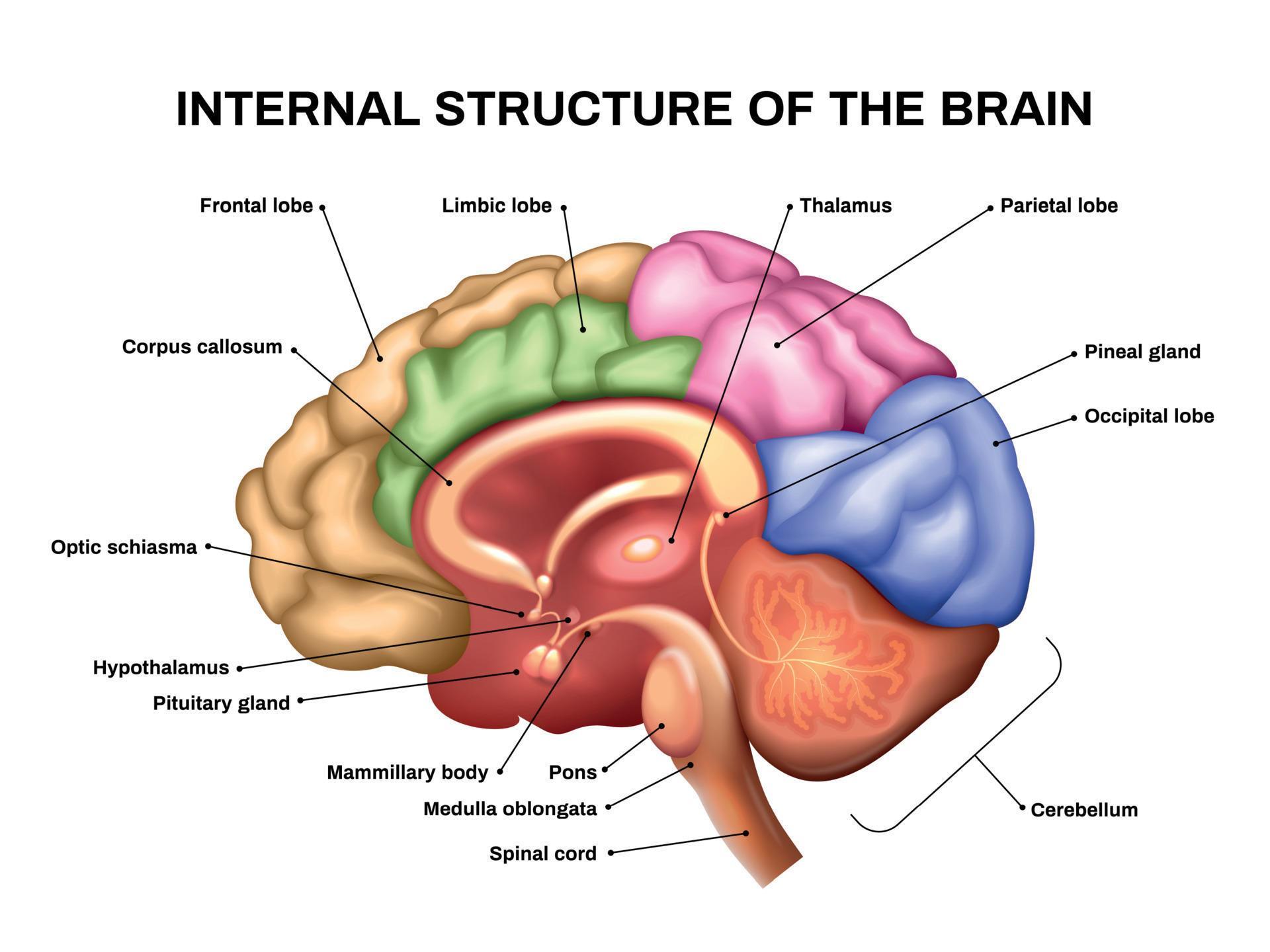Realistic Brain Anatomy 8137276 Vector Art at Vecteezy Realistic Brain Anatomy 8137276 Vector Art at Vecteezy