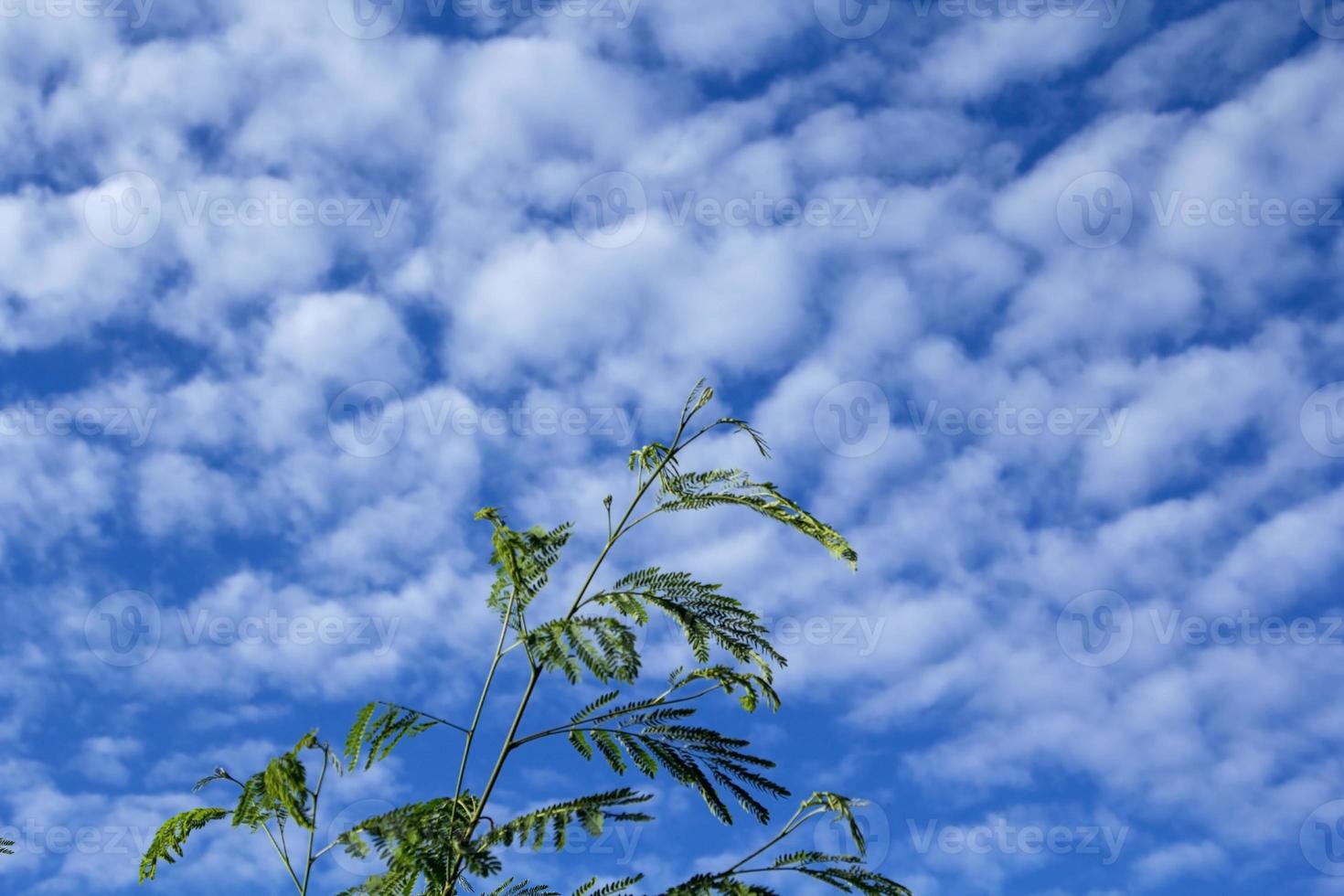 Trees and white clouds and blue sky in the evening after the sun goes ...