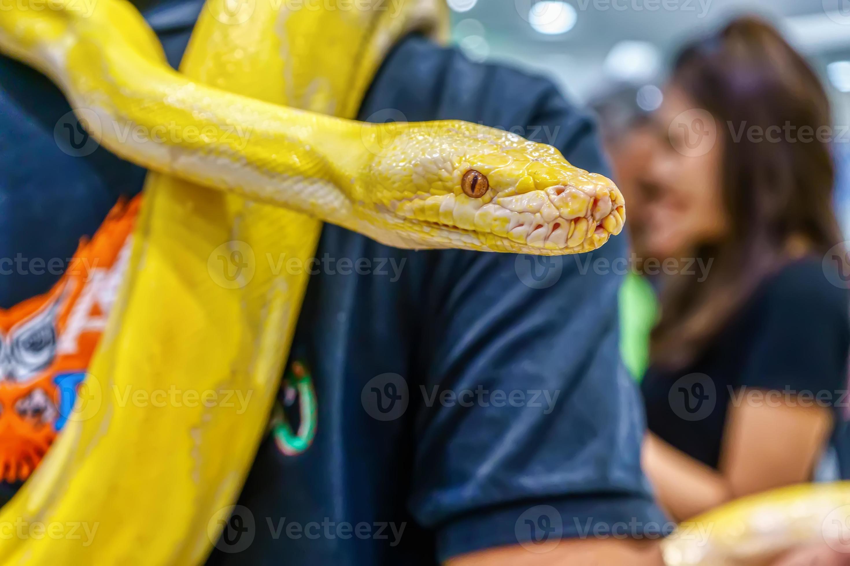 Albino burmese python 8139534 Stock Photo at Vecteezy