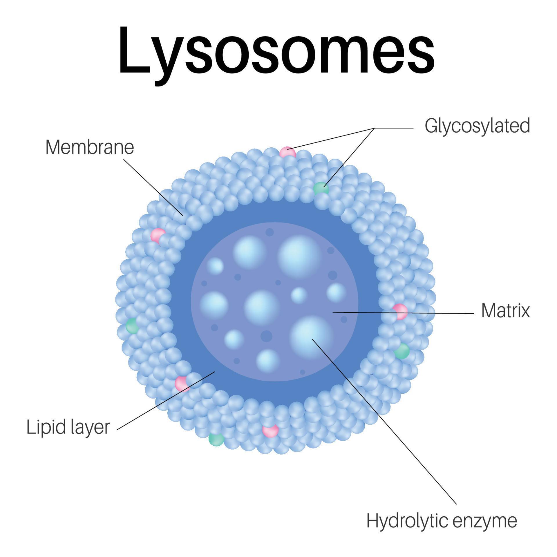 Lysosome Structure Lysosome Structure