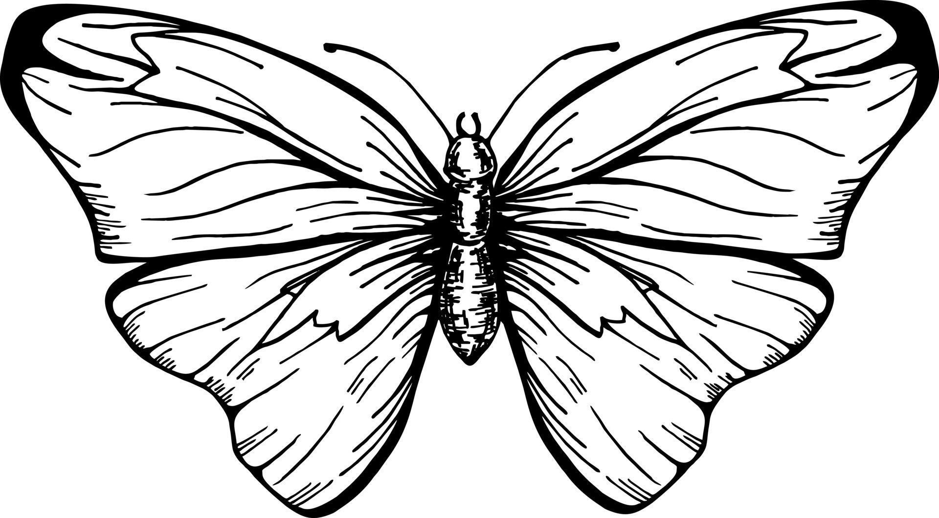Butterfly with open wings top view, the symmetrical drawing graphics ...