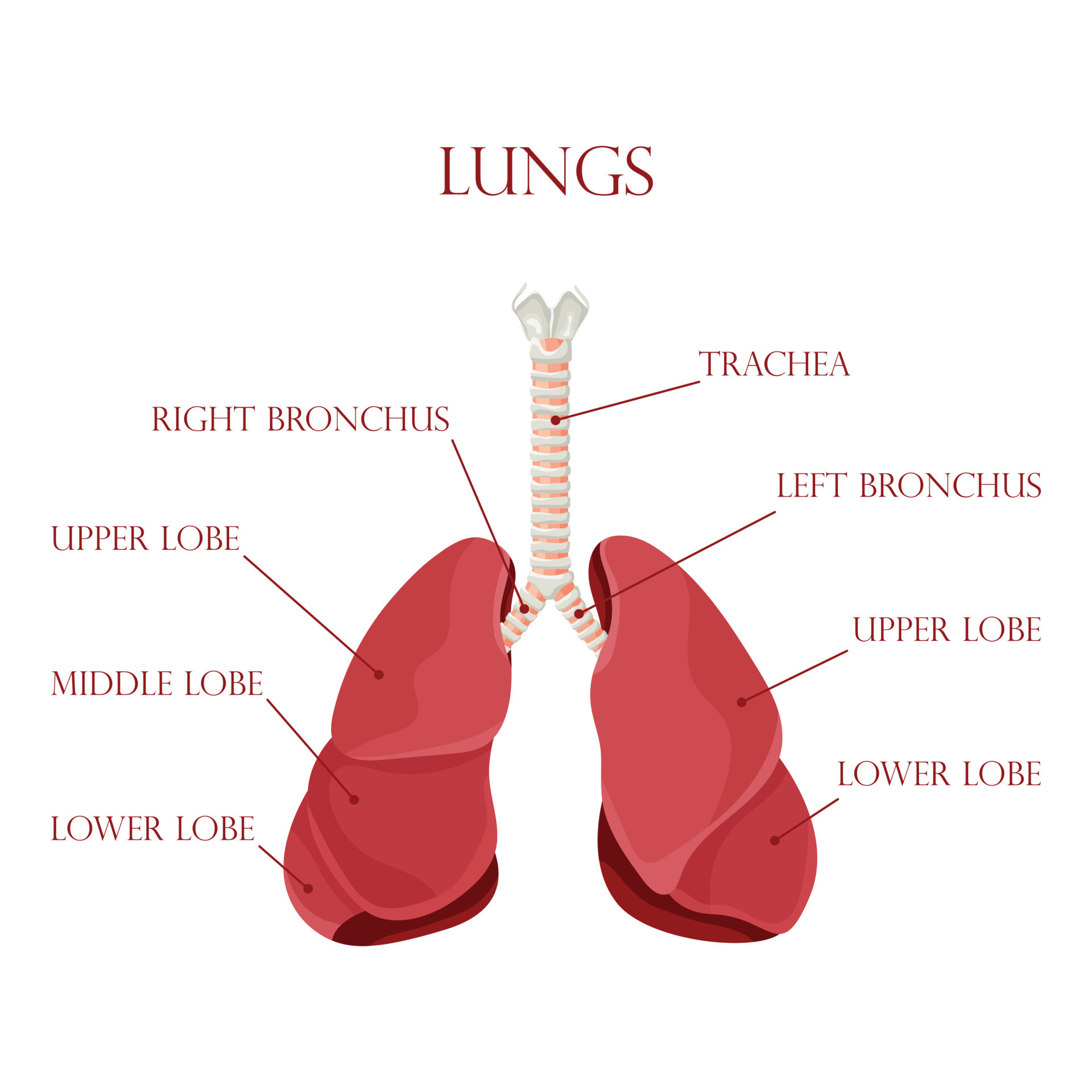 Diagram of human lungs and trachea, respiratory system, healthy lungs ... Diagram of human lungs and trachea, respiratory system, healthy lungs ...