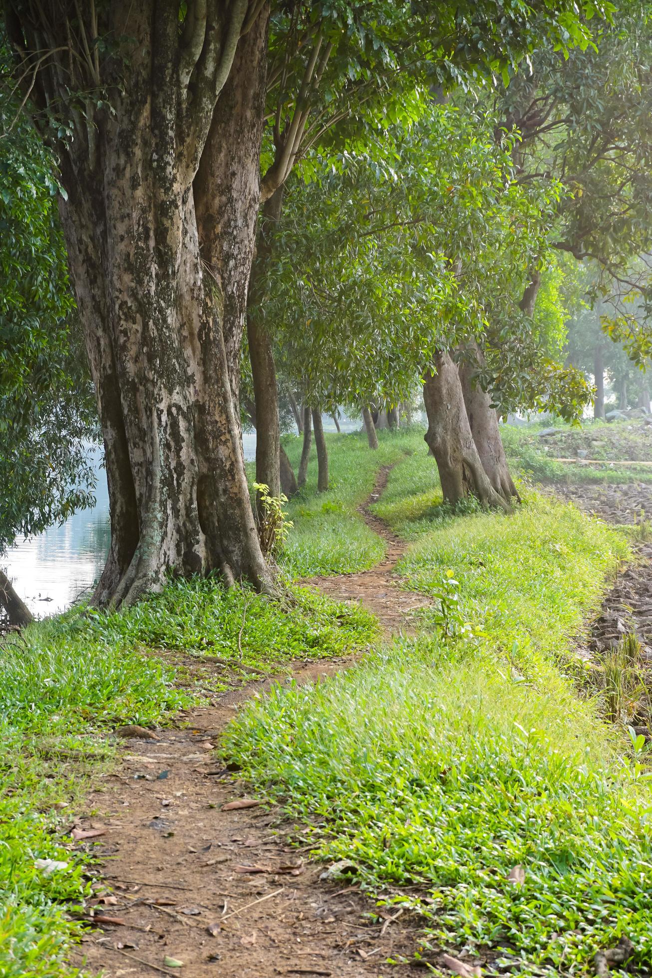 Beautiful forest path in the morning, fresh green spring. Free photo ...