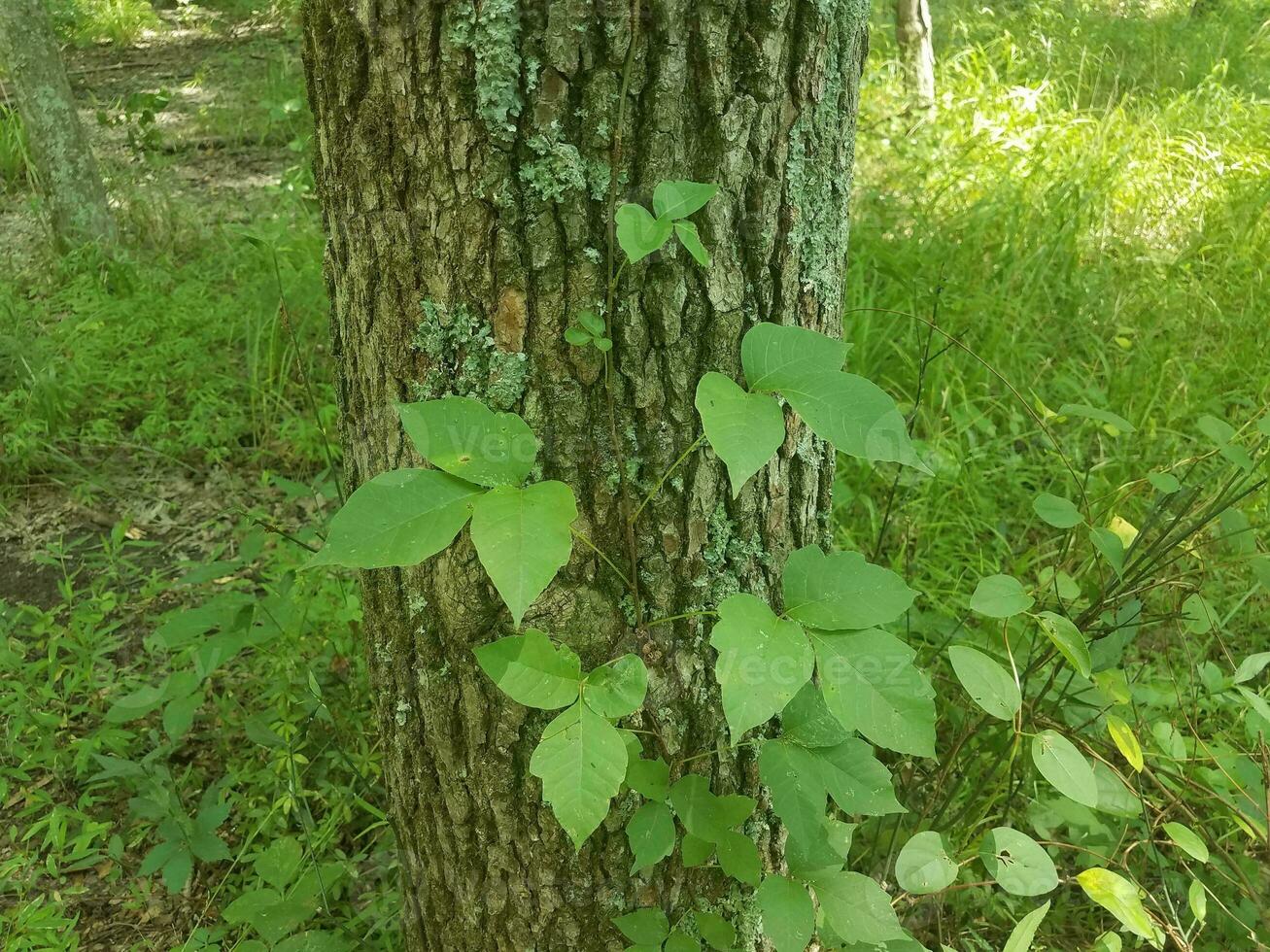 poison ivy growing up a tree 8202874 Stock Photo at Vecteezy poison ivy growing up a tree 8202874 Stock Photo at Vecteezy
