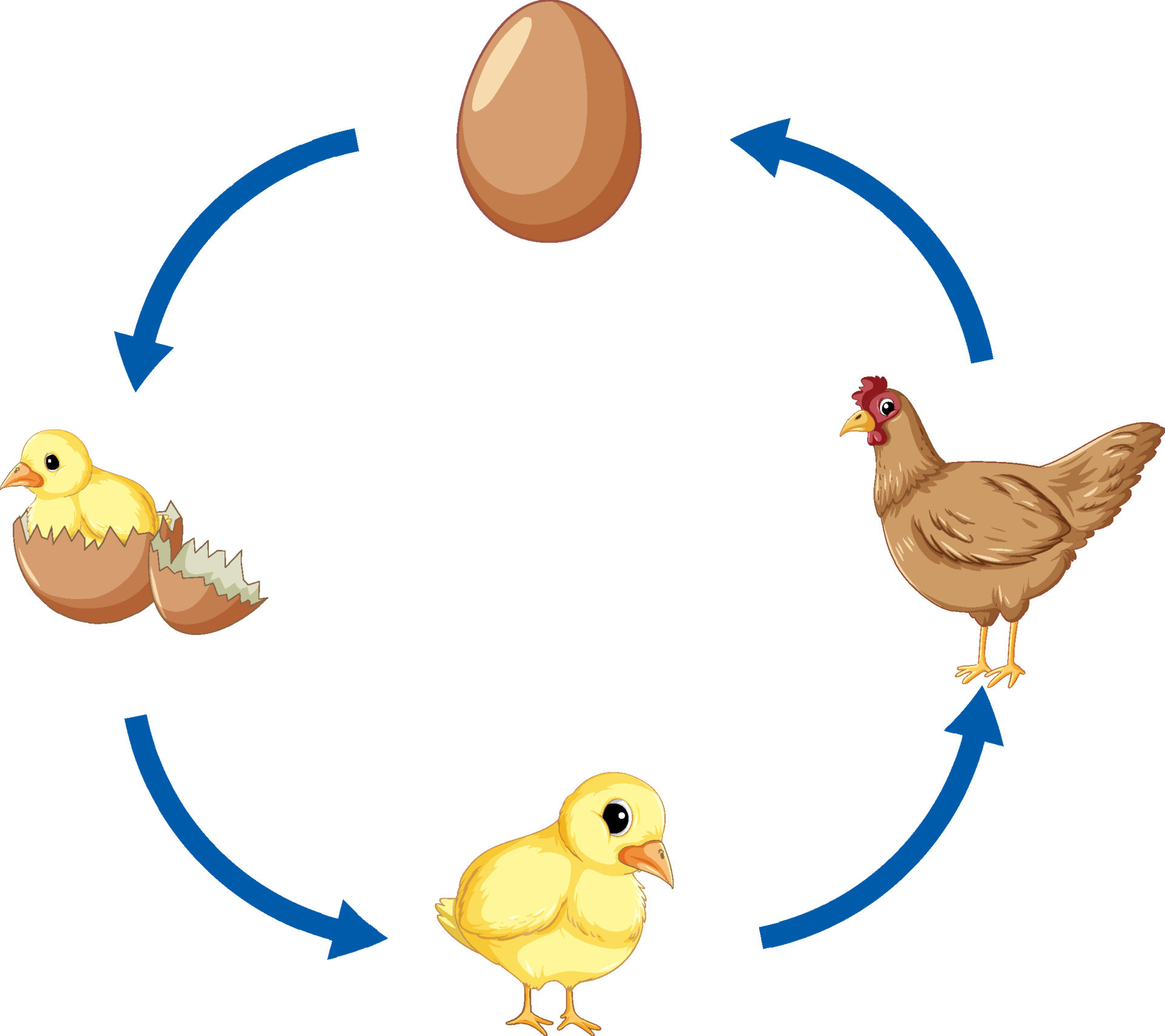 Chicken Life Cycle