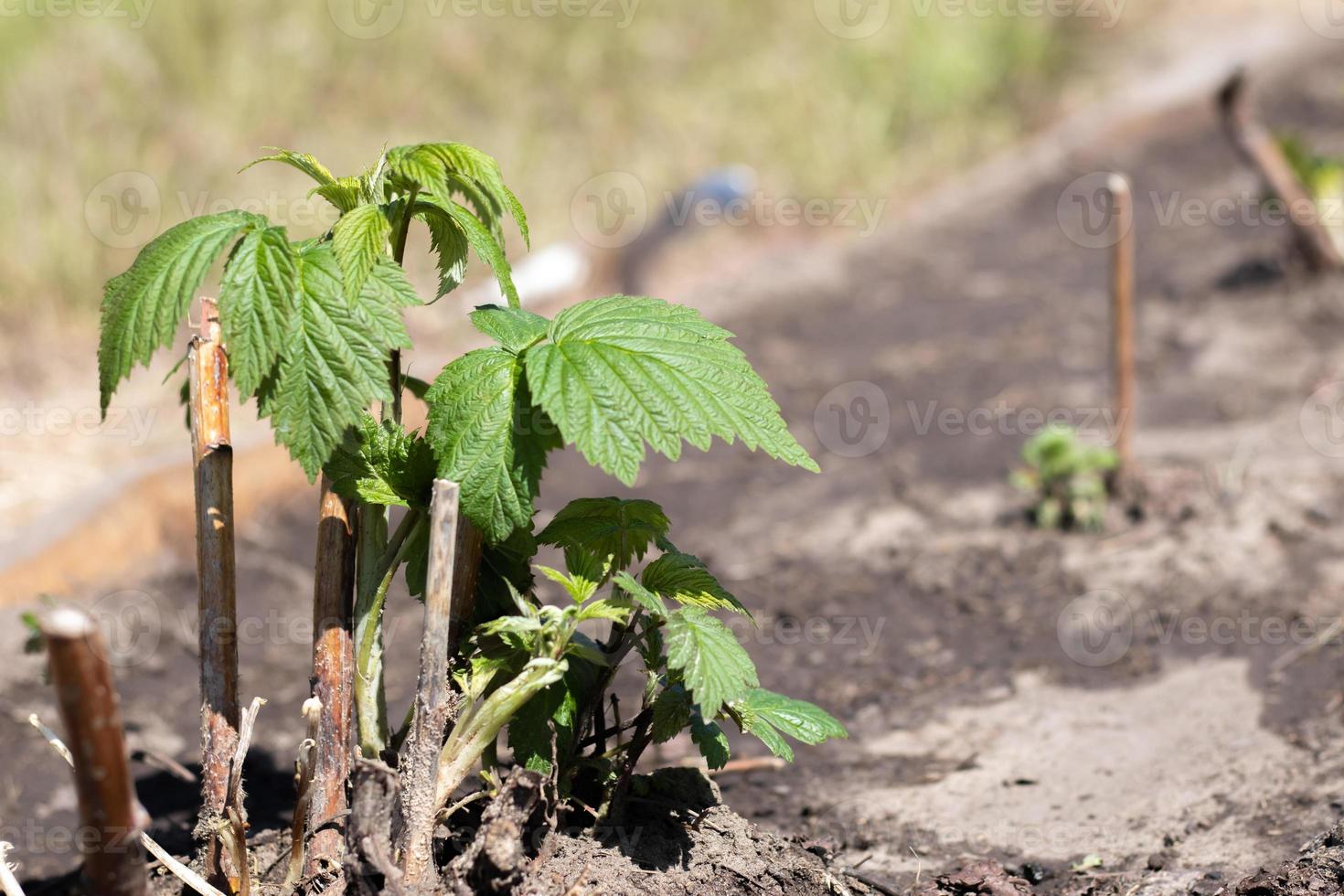 Berry Bush Planting Stock Photos, Images and Backgrounds for Free Download