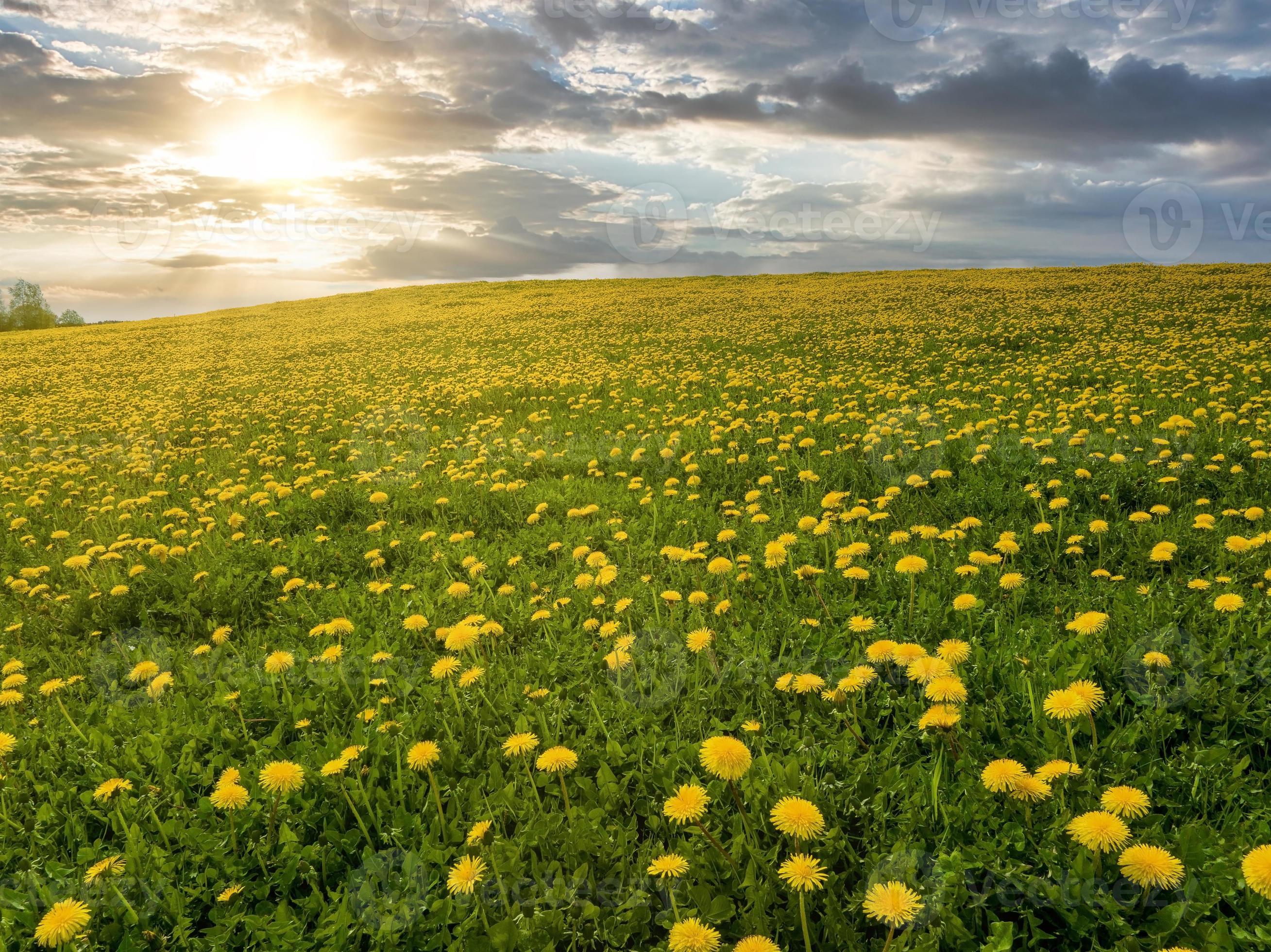 Aerial view of the yellow flowers field under blue cloudy sky. Green ...