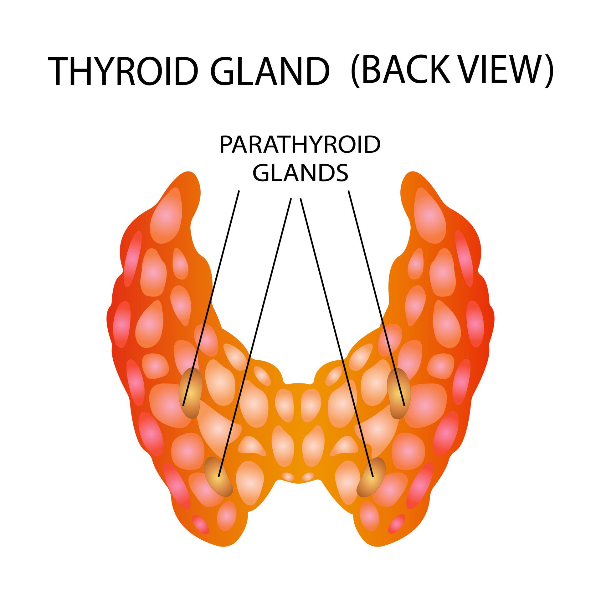 Front View Of The Thyroid Gland On A White Background Human Body Organs Anatomy Icon Thyroid