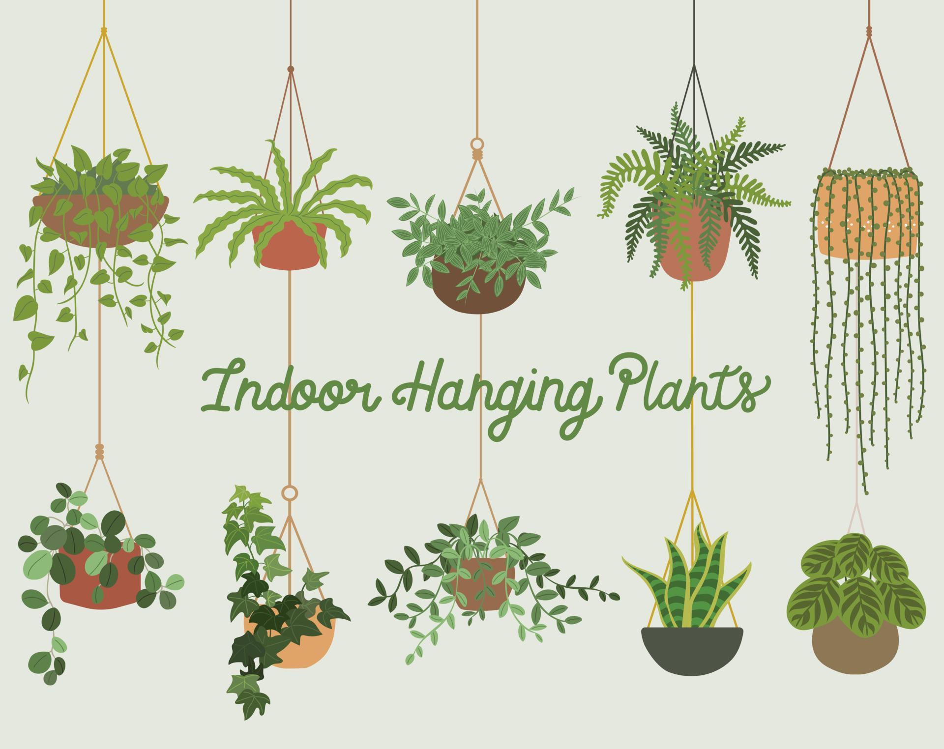 Indoor Hanging Plants 8312940 Vector Art at Vecteezy