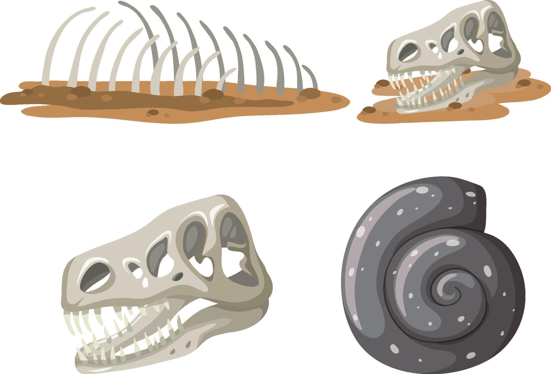 Set of different fossils isolated 8334600 Vector Art at Vecteezy