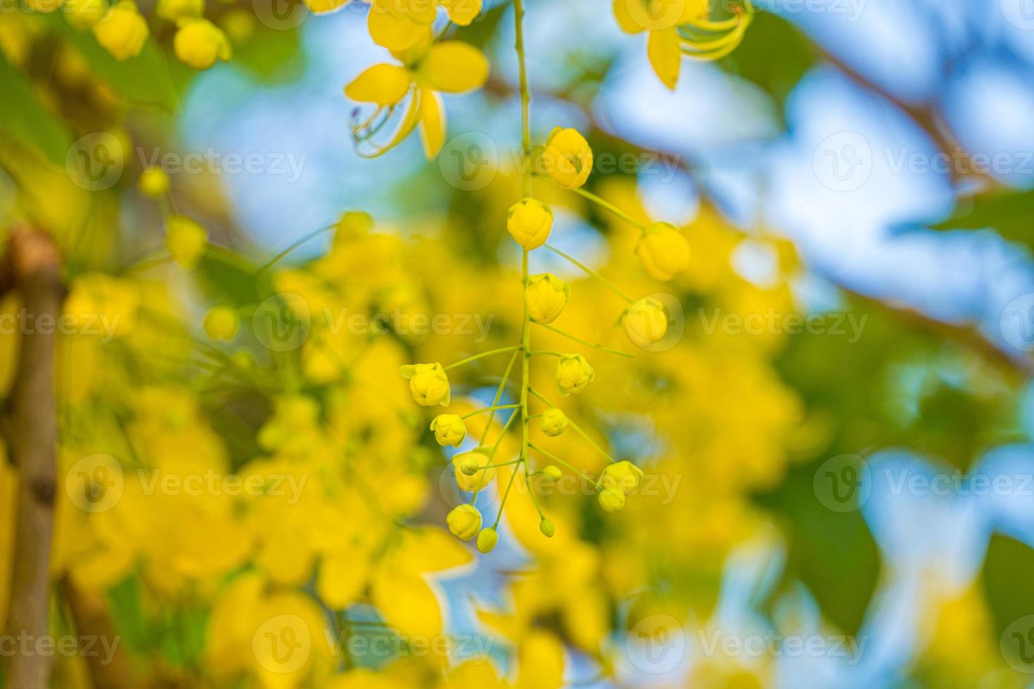 Beautiful of cassia tree, golden shower tree. Yellow Cassia fistula flowers on a tree in spring ...