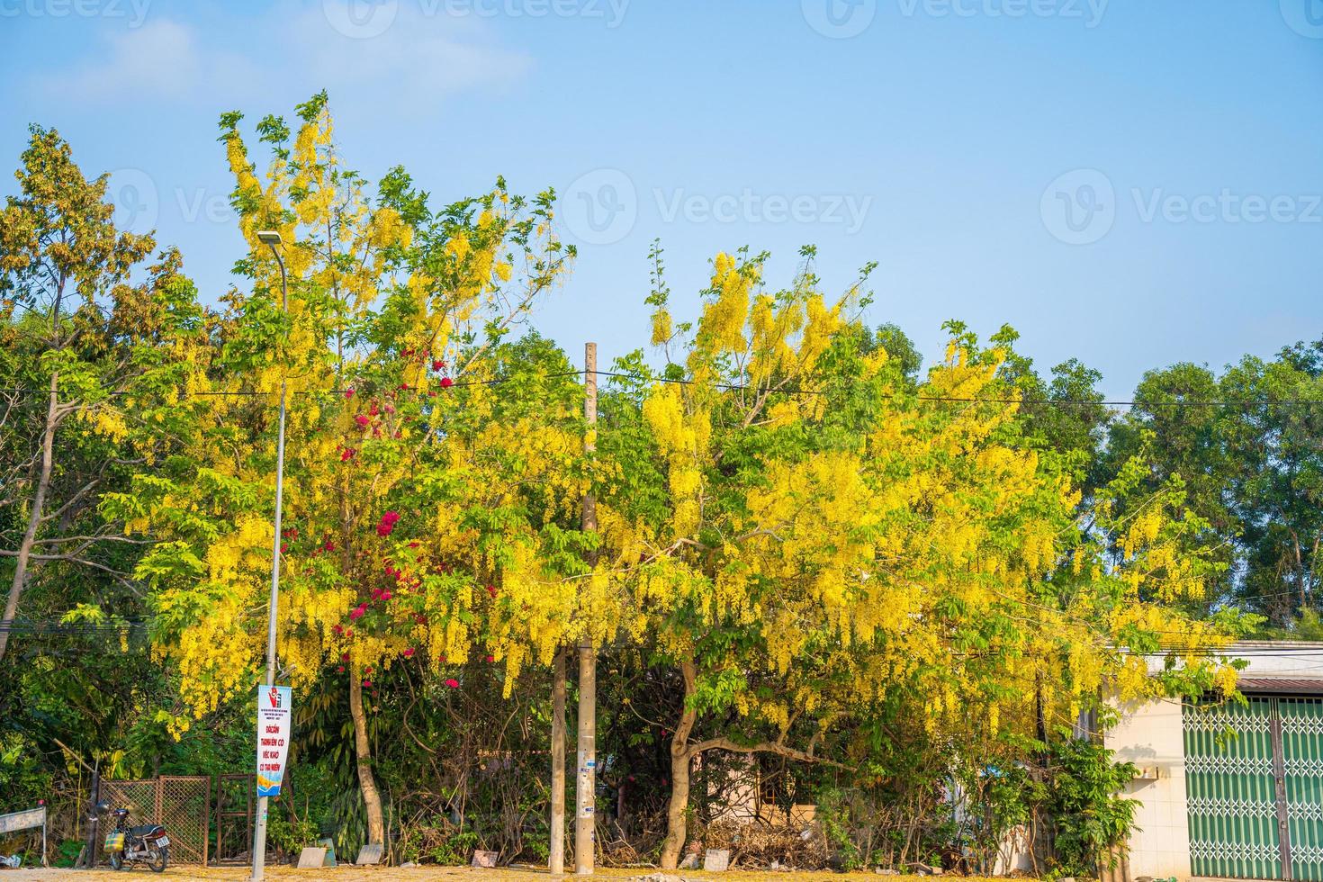 Beautiful of cassia tree, golden shower tree. Yellow Cassia fistula flowers on a tree in spring ...