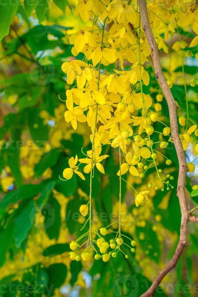 Beautiful of cassia tree, golden shower tree. Yellow Cassia fistula flowers on a tree in spring ...