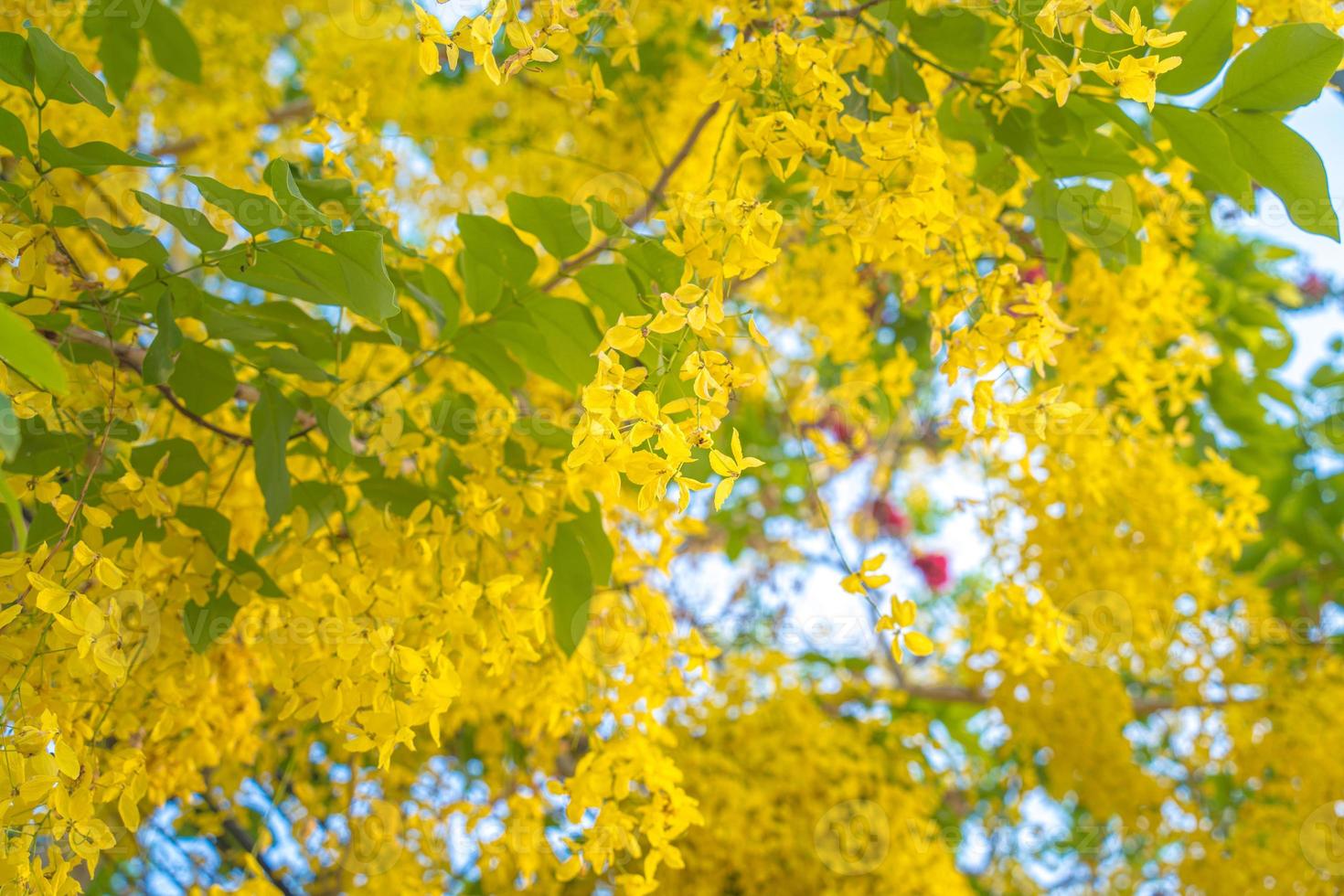 Beautiful of cassia tree, golden shower tree. Yellow Cassia fistula flowers on a tree in spring ...