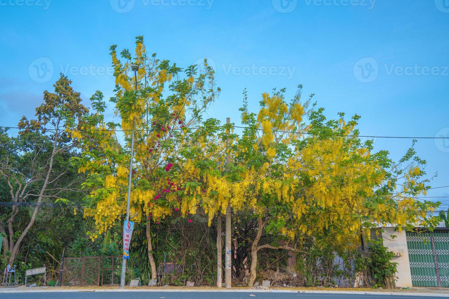 Beautiful of cassia tree, golden shower tree. Yellow Cassia fistula flowers on a tree in spring ...