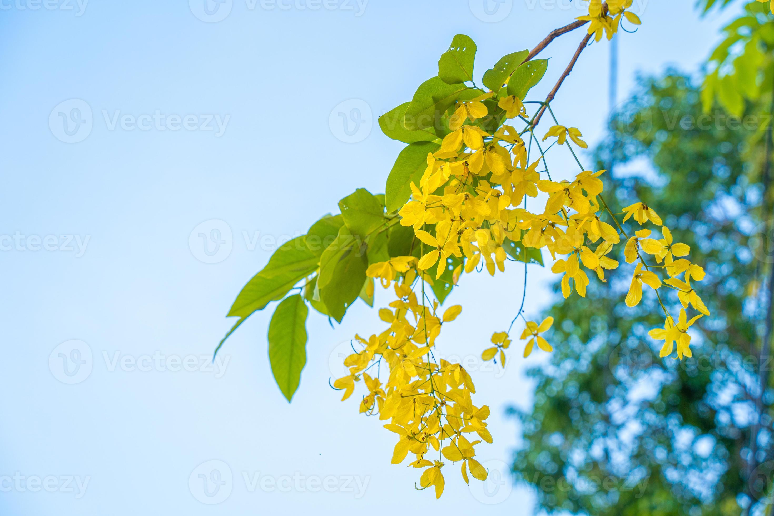 Beautiful Of Cassia Tree Golden Shower Tree Yellow Cassia Fistula