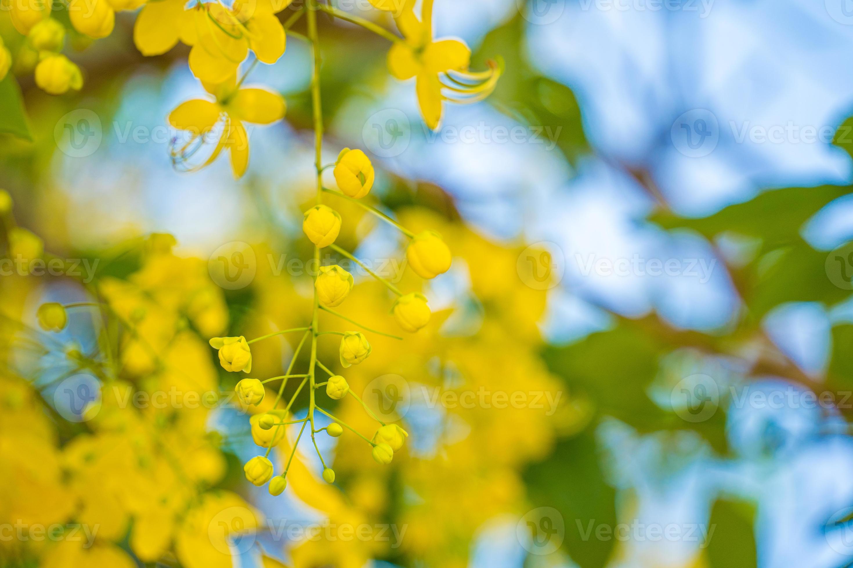 Beautiful of cassia tree, golden shower tree. Yellow Cassia fistula flowers on a tree in spring ...
