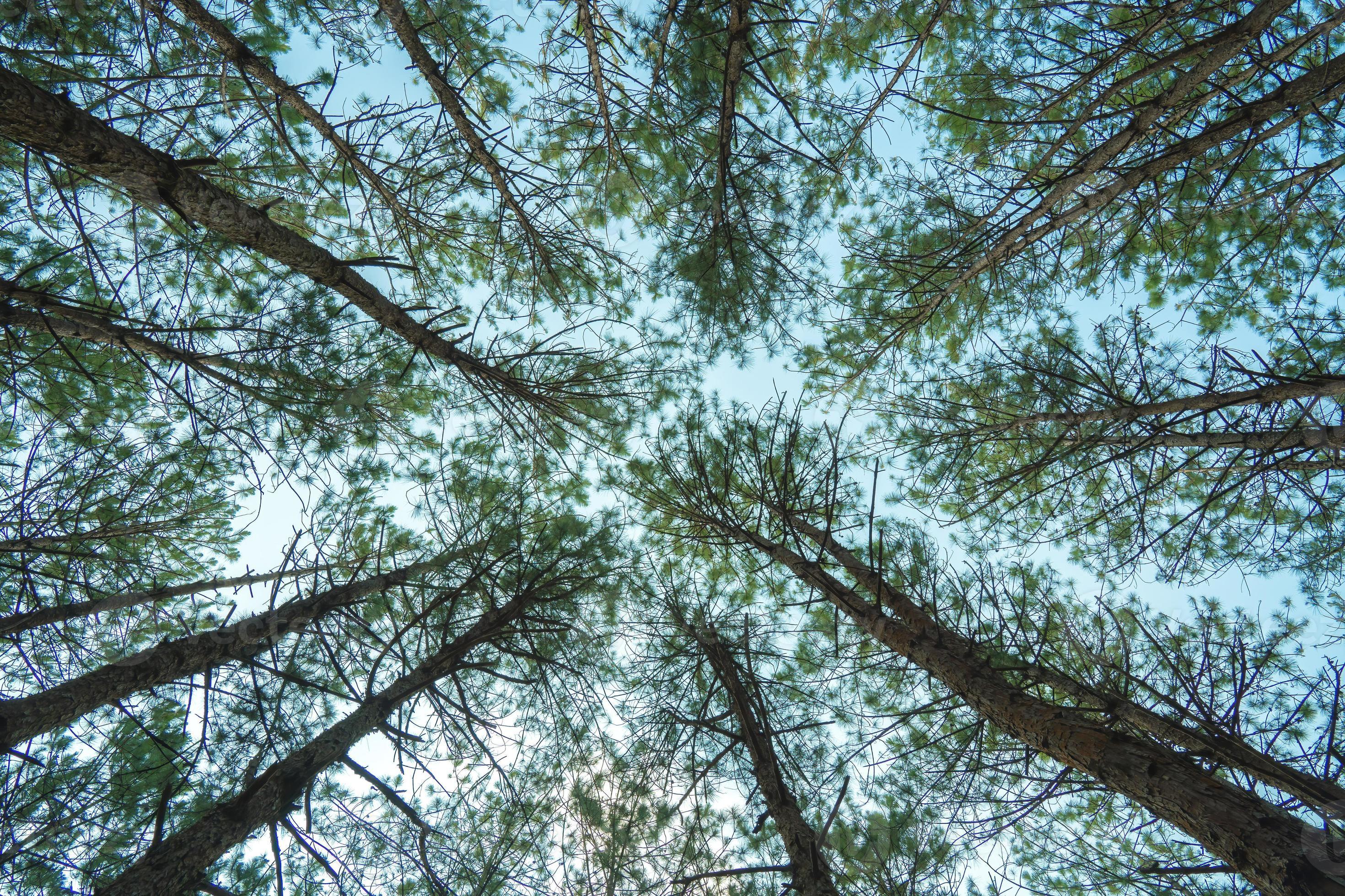 Bottom view of tall old trees in evergreen primeval forest of Da Lat. View of the tops of the ...